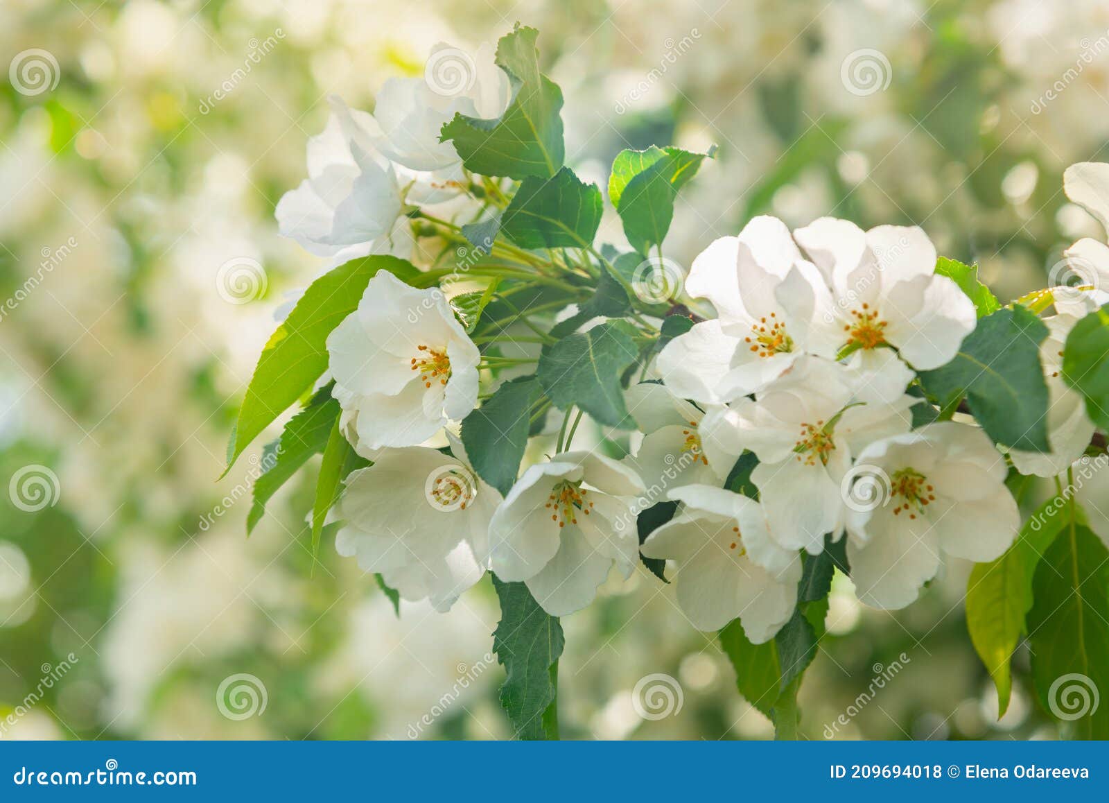 Blossoming Apple Tree Brunch with White Flowers Stock Photo - Image of ...