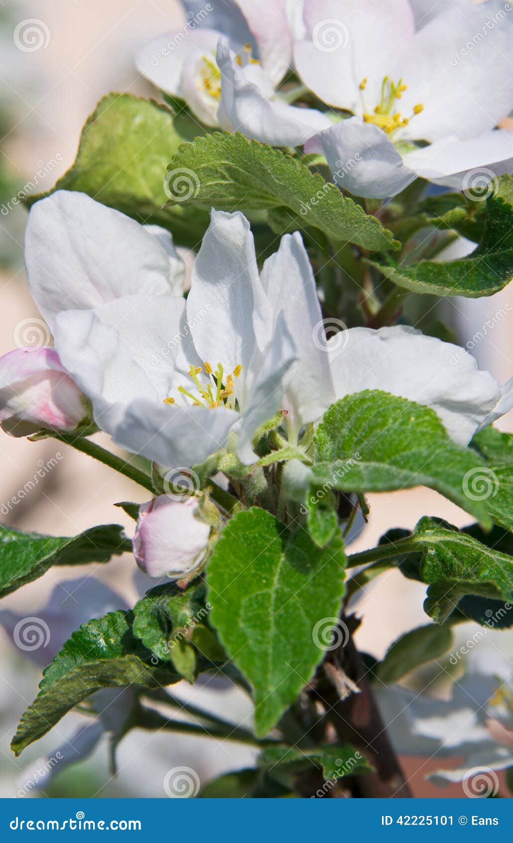 Blossoming apple tree stock image. Image of vegetation - 42225101