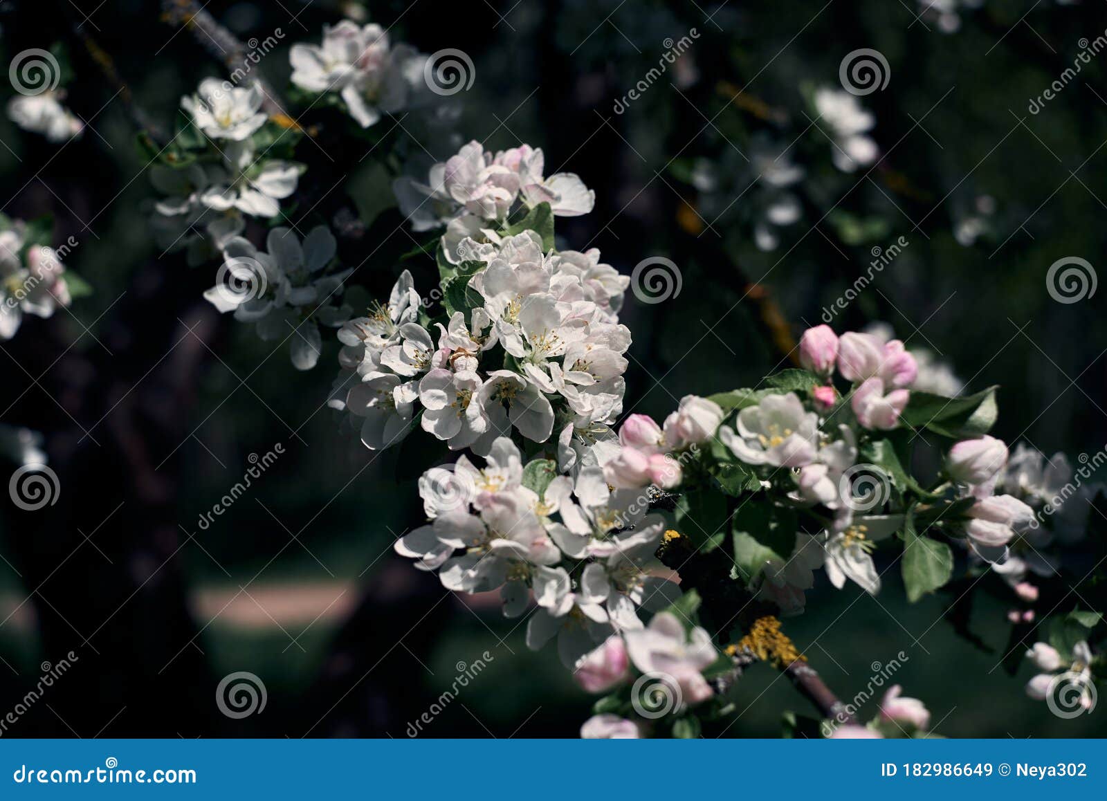 Blossoming of Apple Tree Flowers Stock Image - Image of botanic, botany ...