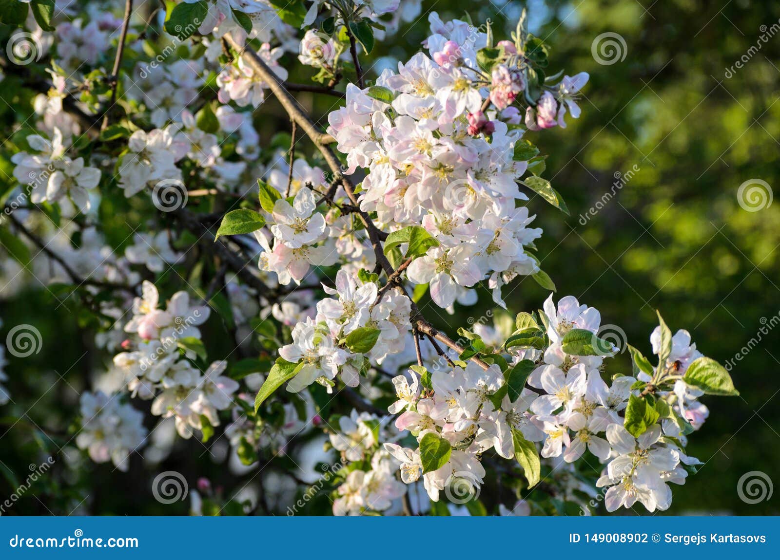 Blossoming Apple Tree Stock Photos - Download 23,203 Royalty Free Photos