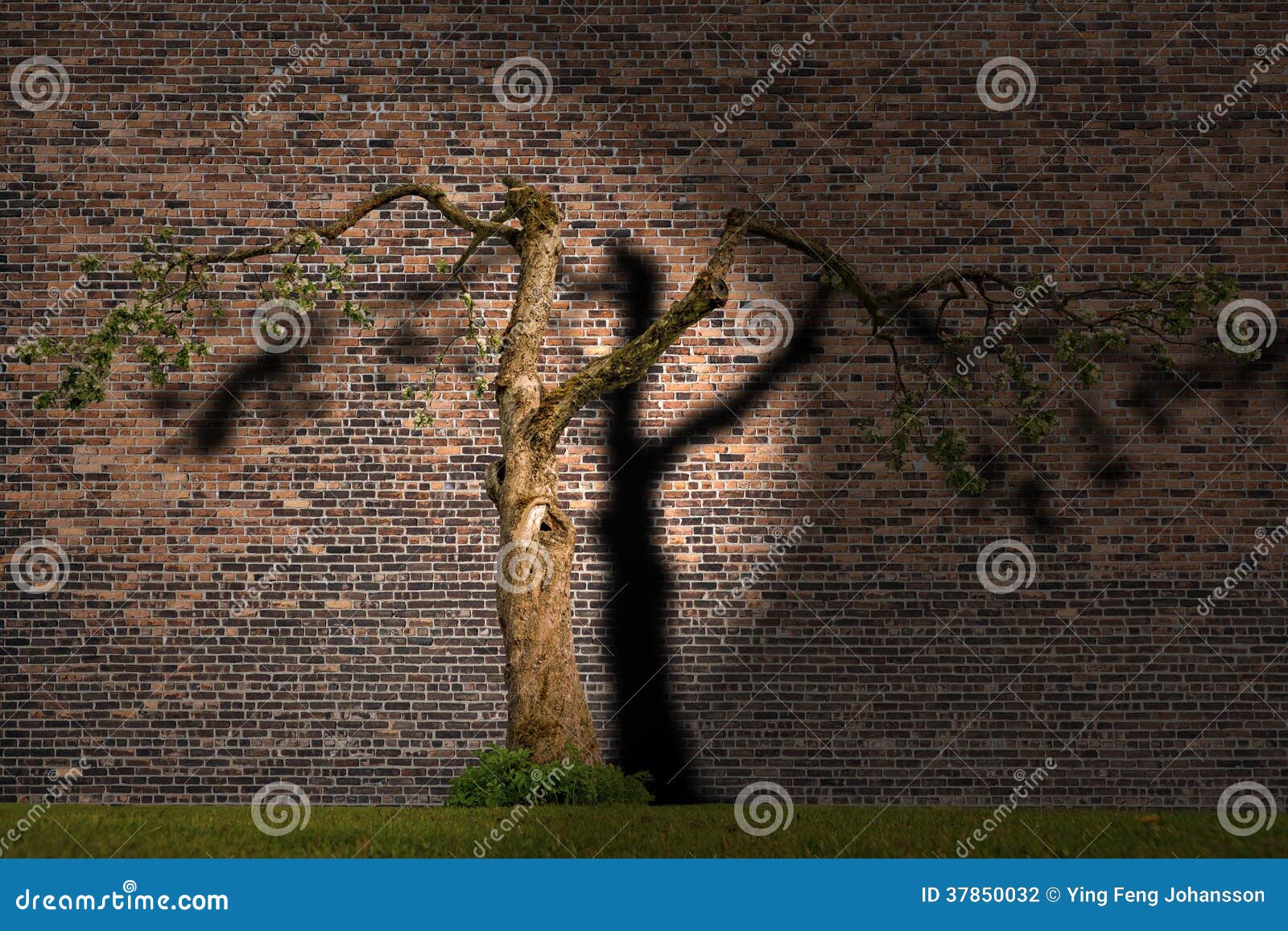 Blossoming Apple Tree with Shadow Stock Photo - Image of wall ...
