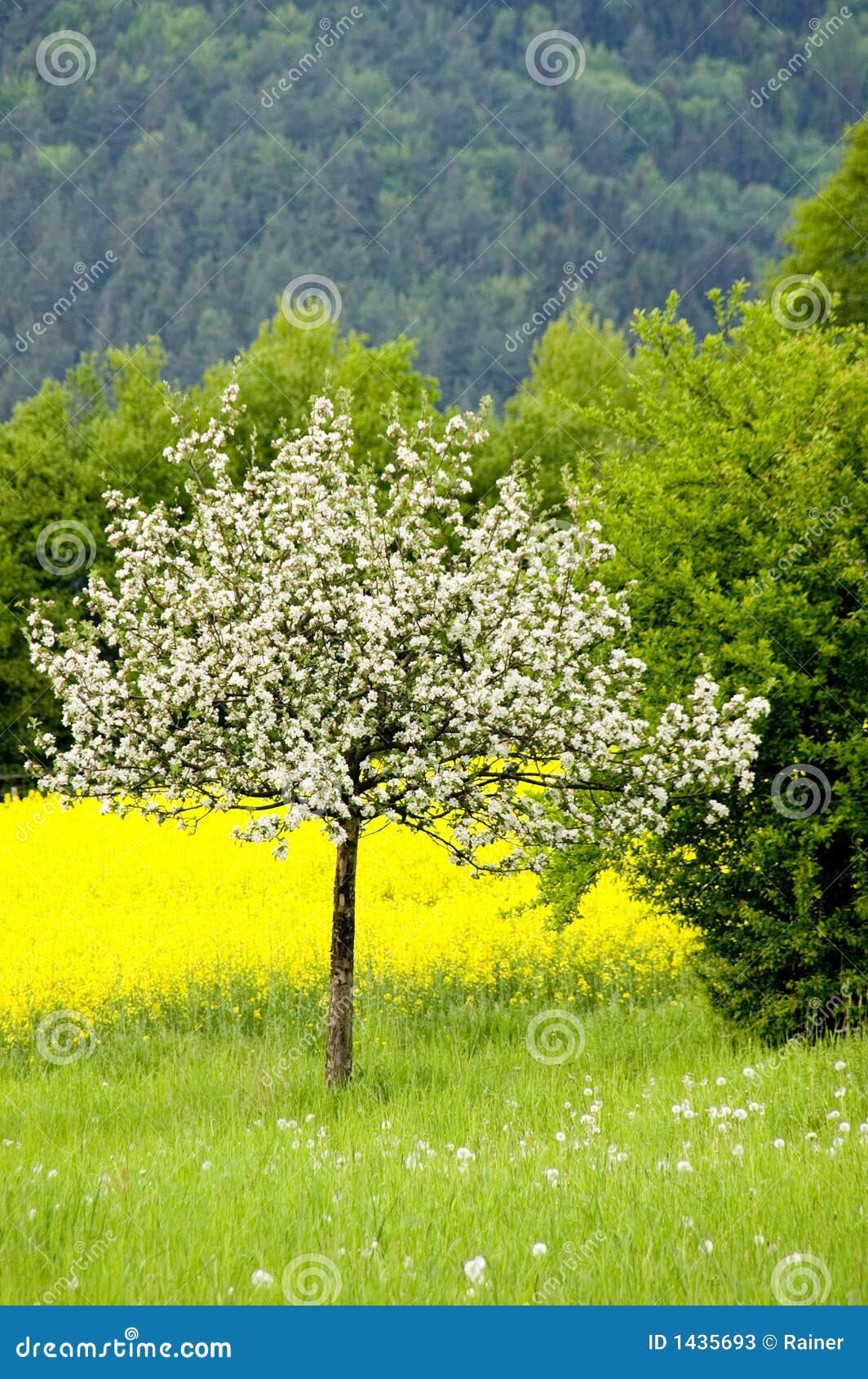 Blossoming of the Apple Trees Stock Image - Image of countryside ...
