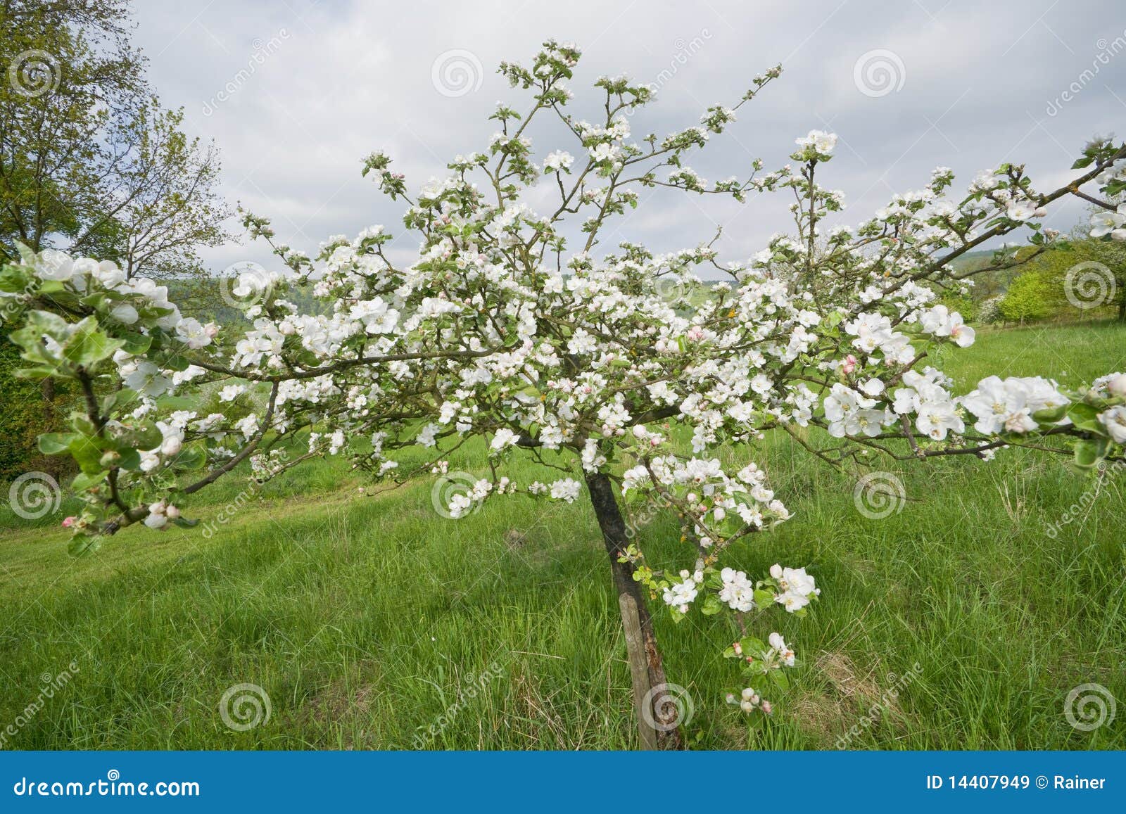 Blossoming Apple Trees stock image. Image of season, orchard - 14407949