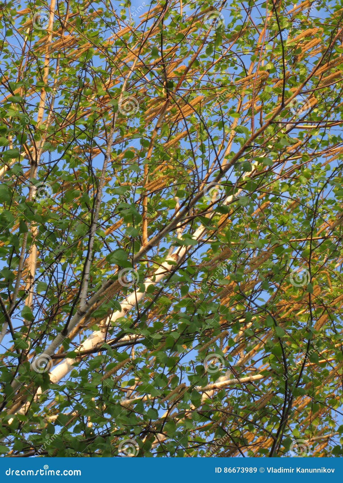 Blossoming birch stock image. Image of birch, coma, shot - 86673989