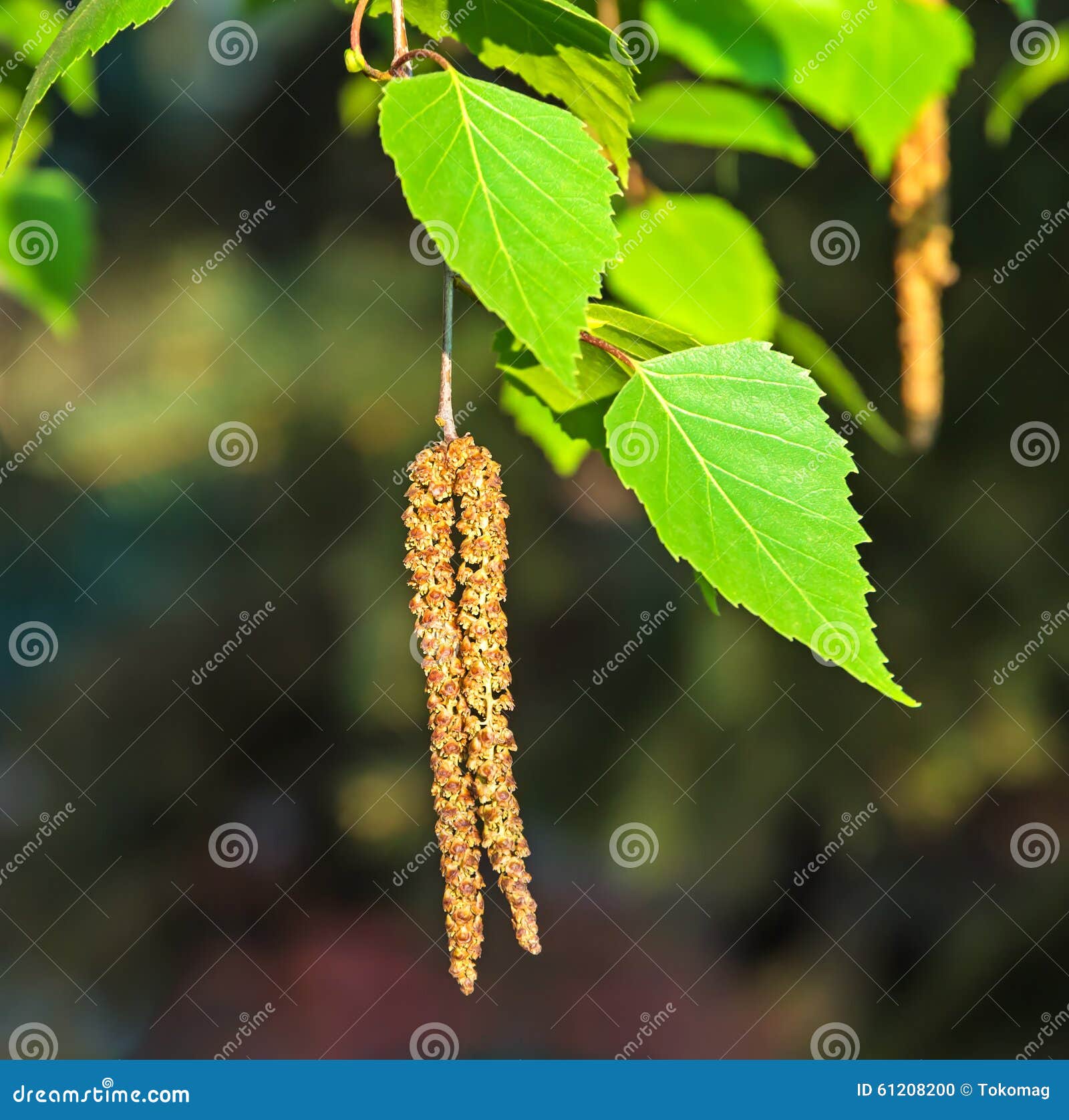 Blossoming birch stock photo. Image of close, lush, leafs - 61208200