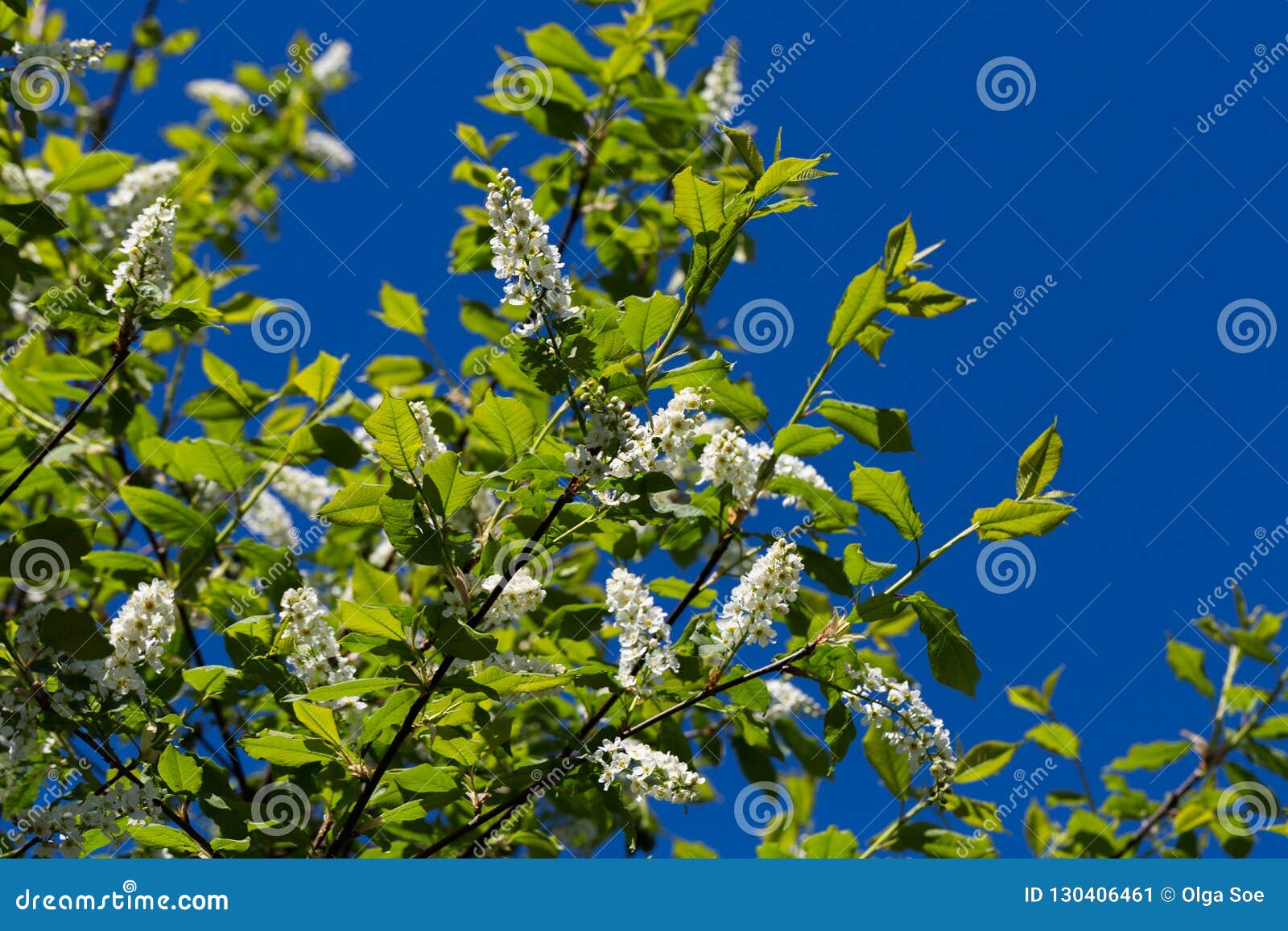 BLossoming Bird Cherry Tree Prunus Padus Stock Image - Image of branch ...