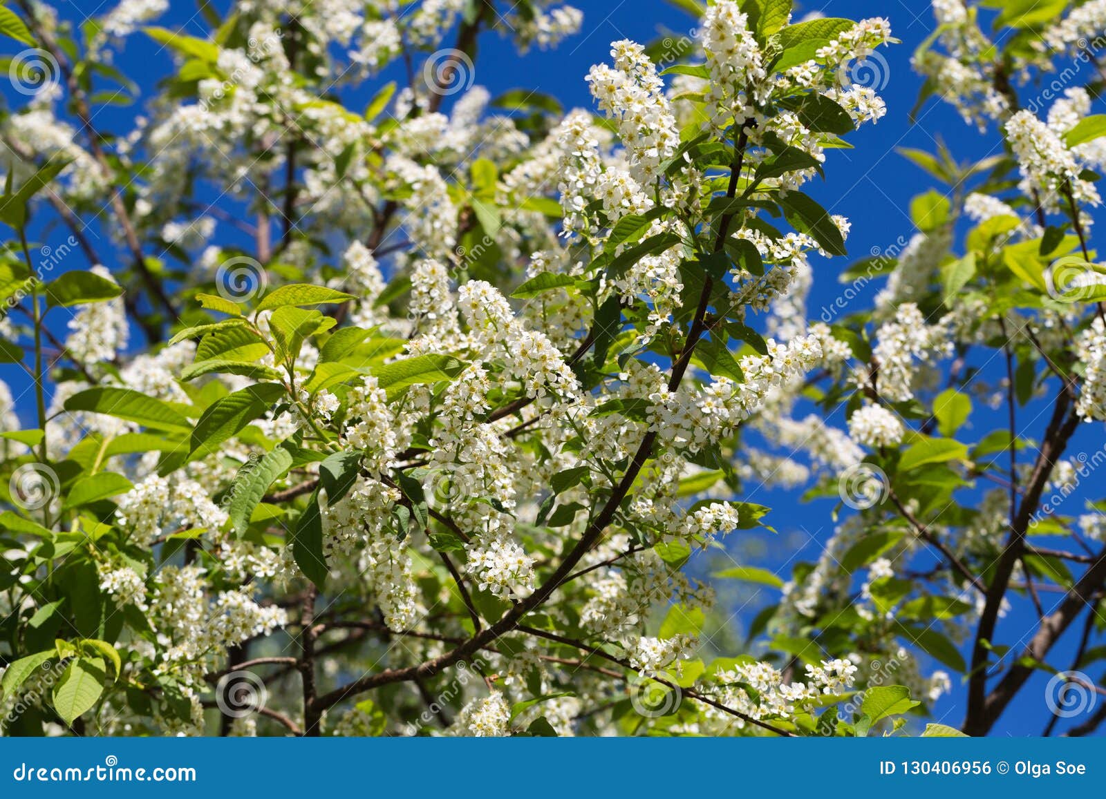 BLossoming Bird Cherry Tree Prunus Padus Stock Photo - Image of blue ...