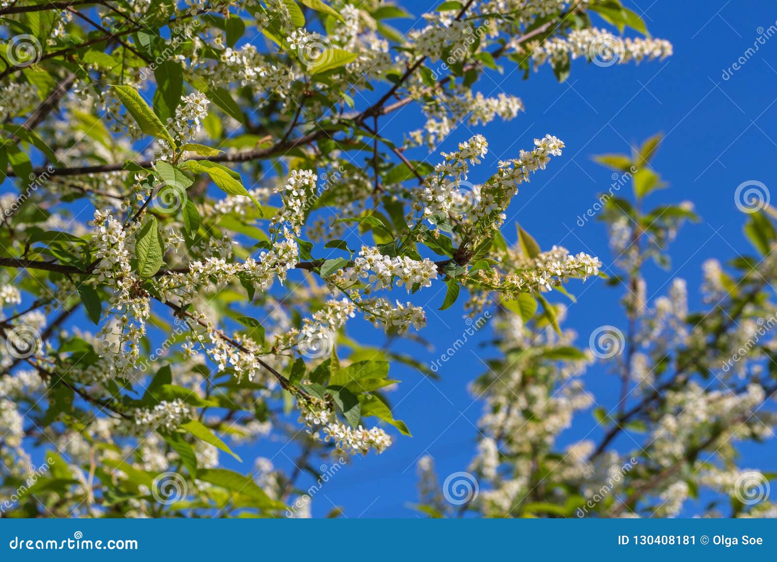 BLossoming Bird Cherry Tree Prunus Padus Stock Image - Image of flora ...