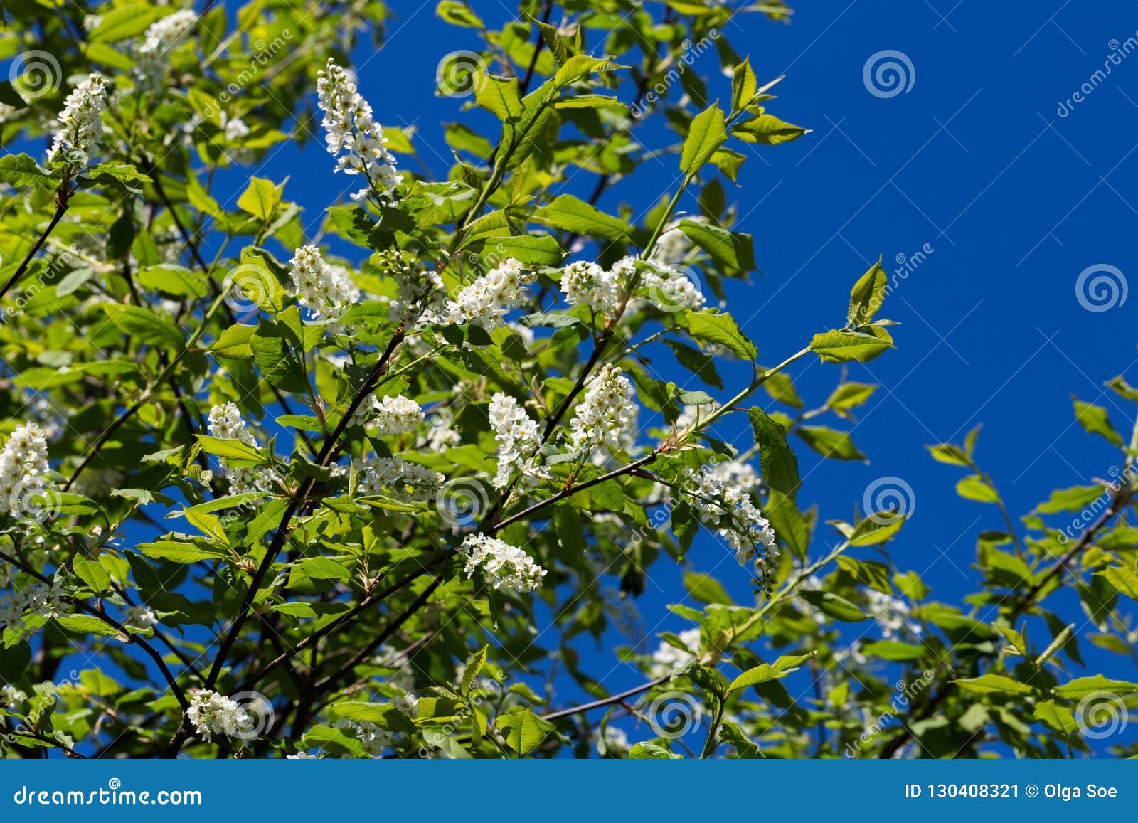 BLossoming Bird Cherry Tree Prunus Padus Stock Image - Image of flora ...