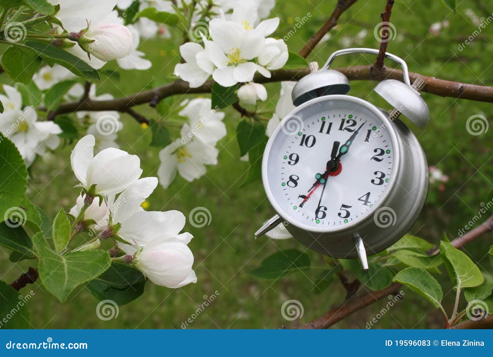 Blossoming Branch of an Apple-tree and Alarm Clock Stock Image - Image ...
