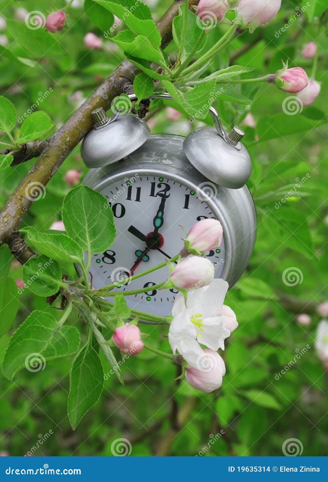 Blossoming Branch of an Apple-tree and Alarm Clock Stock Photo - Image ...