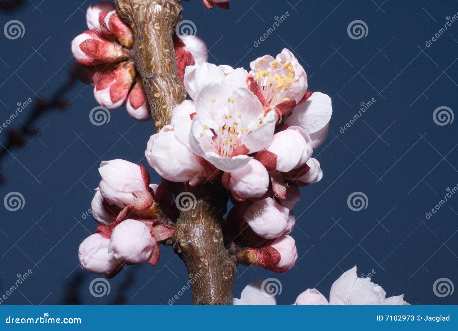 Blossoming Branch of Cherry Tree (macro) Stock Image - Image of fence ...