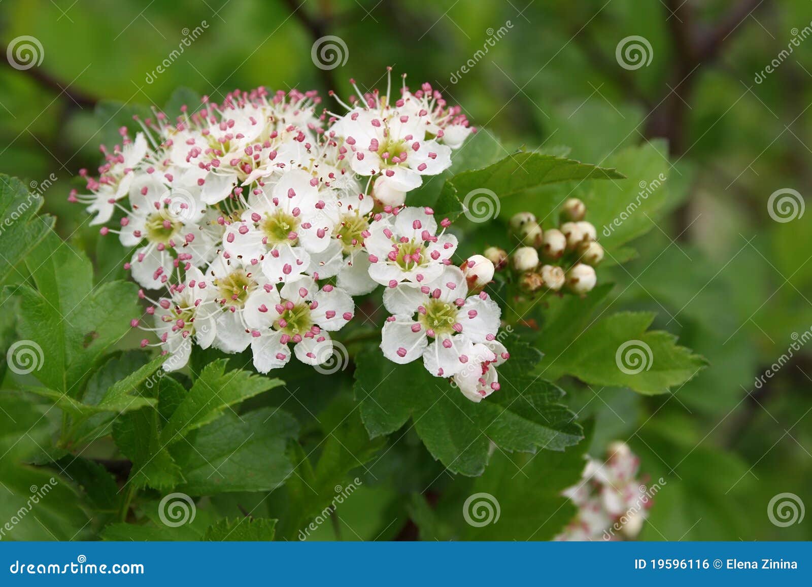 Blossoming Branch of a Hawthorn Stock Photo - Image of rural, nature ...