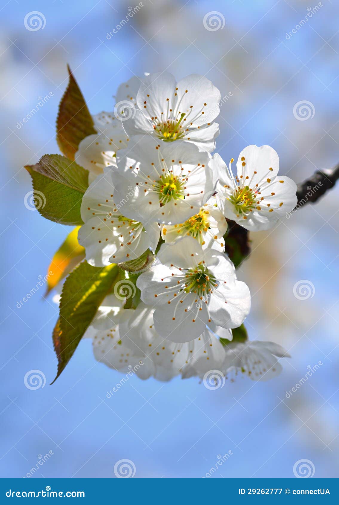 Blossoming Branch of Sweet Cherry Stock Image - Image of color, closeup ...