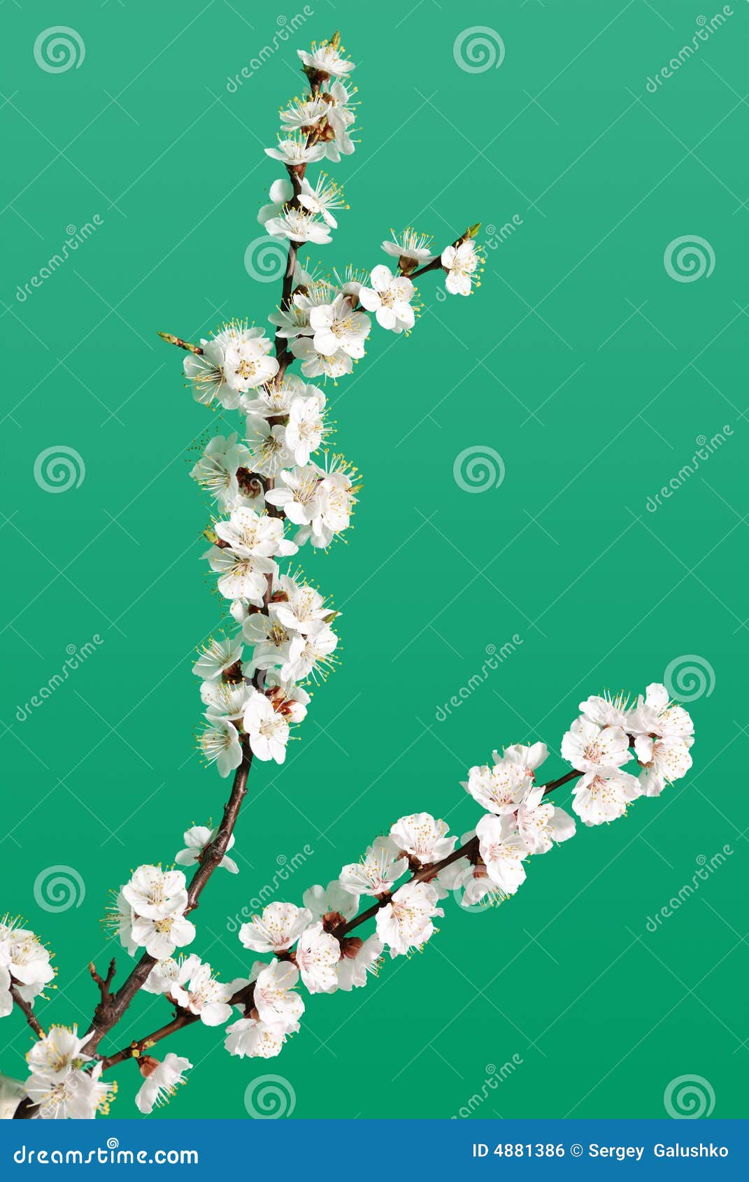 Blossoming Branch of a Tree Stock Photo - Image of foliage, bouquet ...