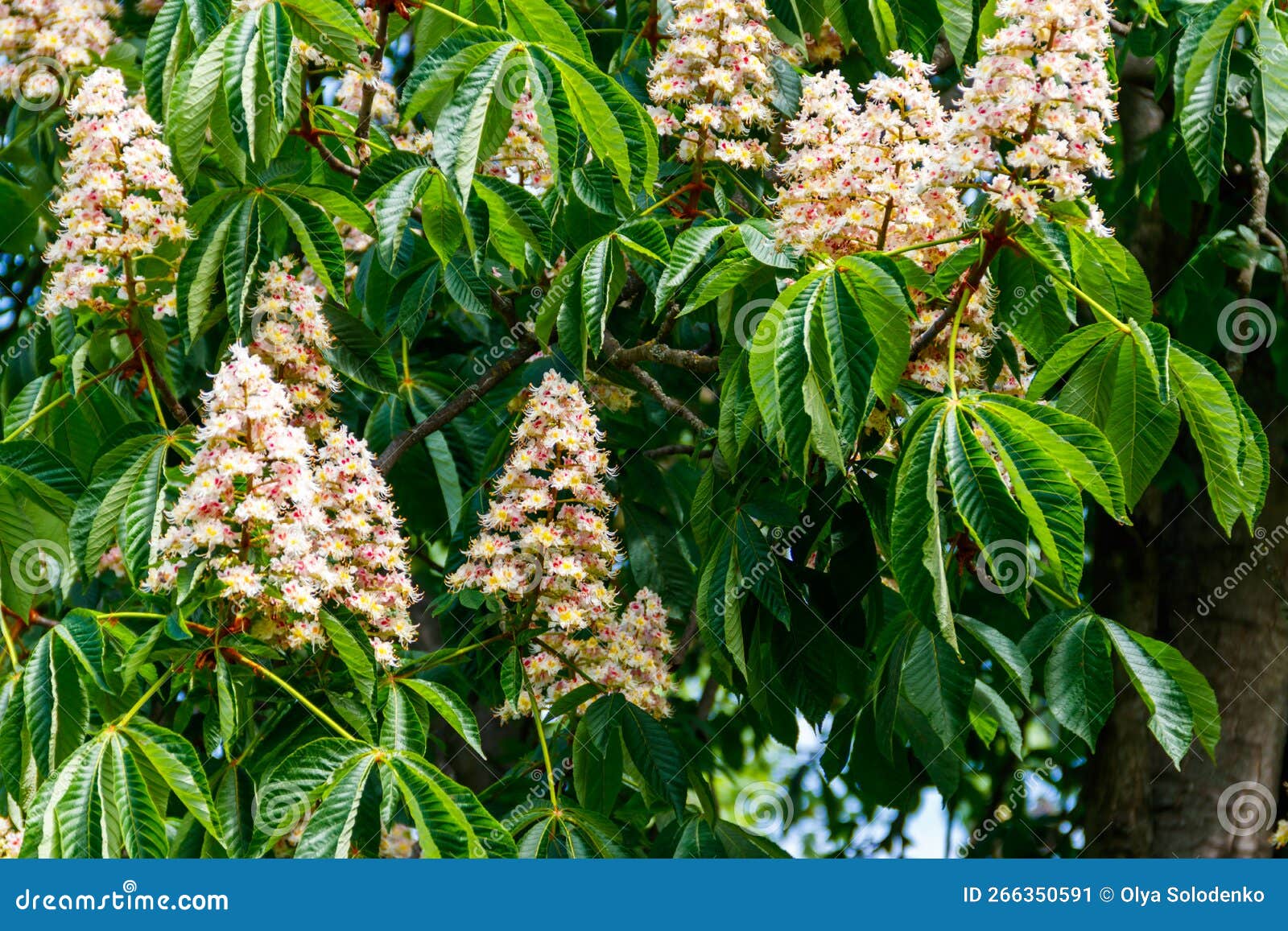 Blossoming Branches of Chestnut Tree Aesculus Hippocastanum Stock Image ...
