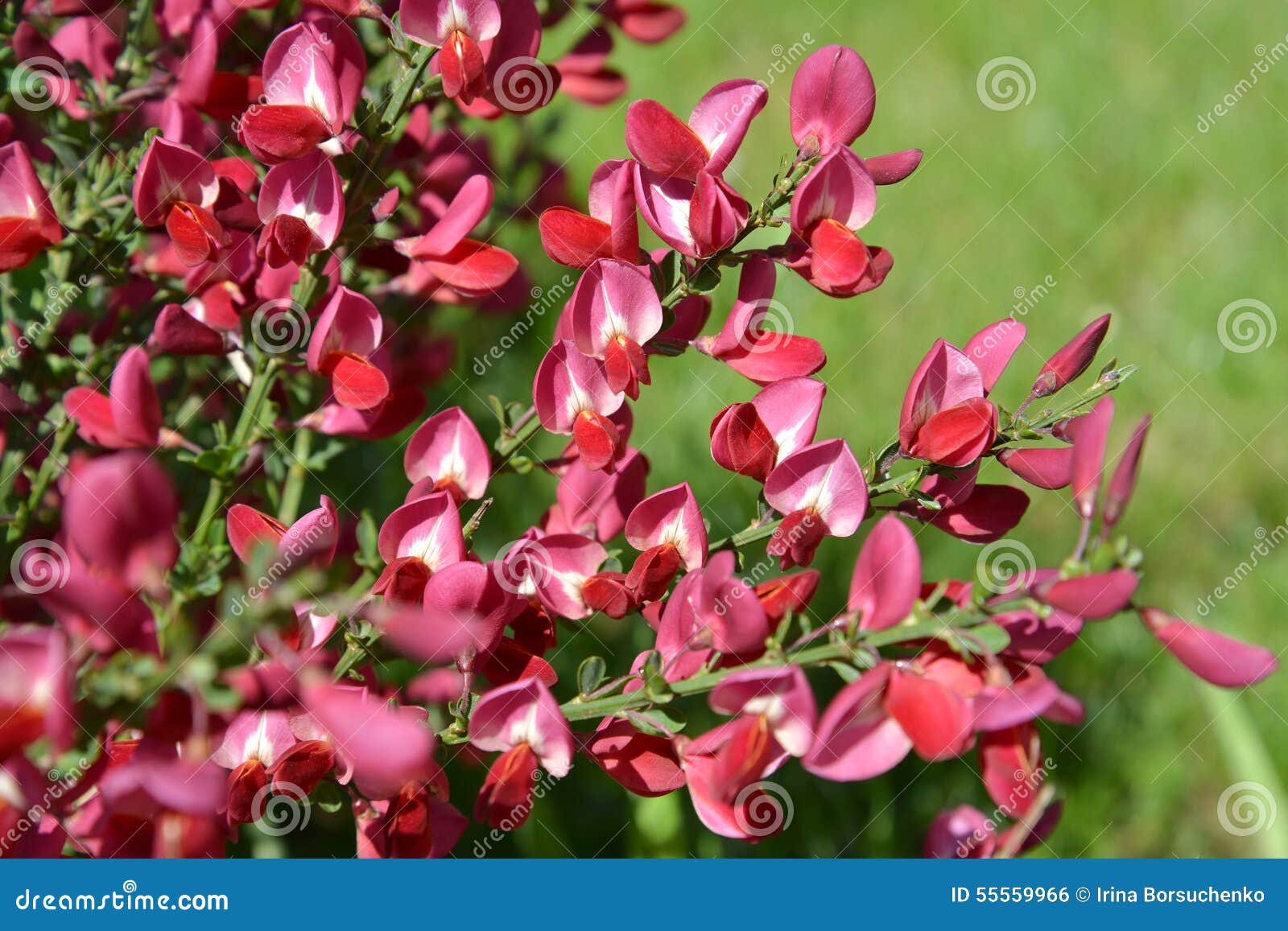 Cytisus Scoparius The Common Broom Or Scotch Broom Stock Image ... Cytisus Scoparius The Common Broom Or Scotch Broom Stock Image ...