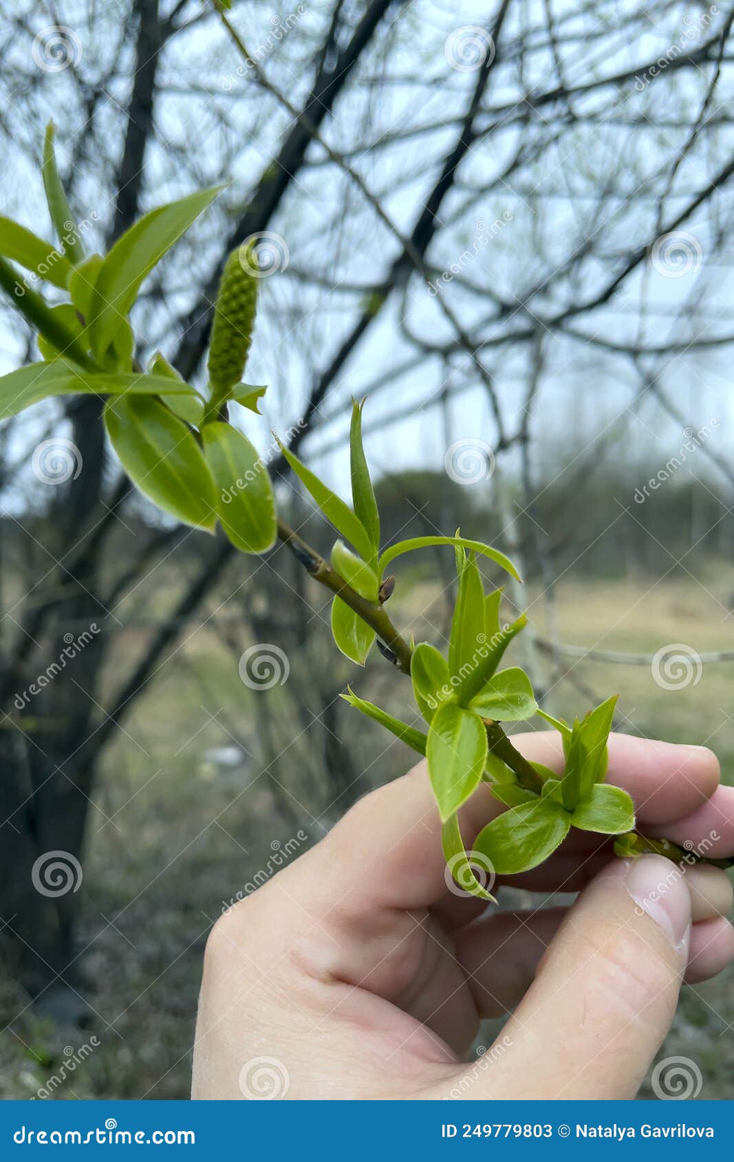 A Budding Bud, a Beautiful Twig in Spring in Your Hand Stock Image ...