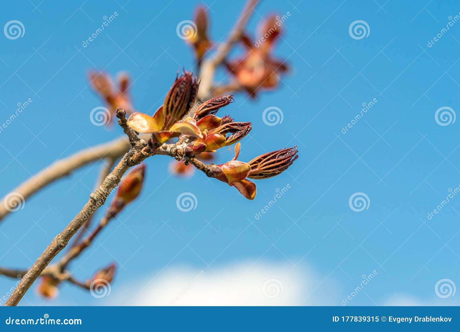 Blossoming Buds on Branch of the Red Maple Tree in Spring Stock Image ...