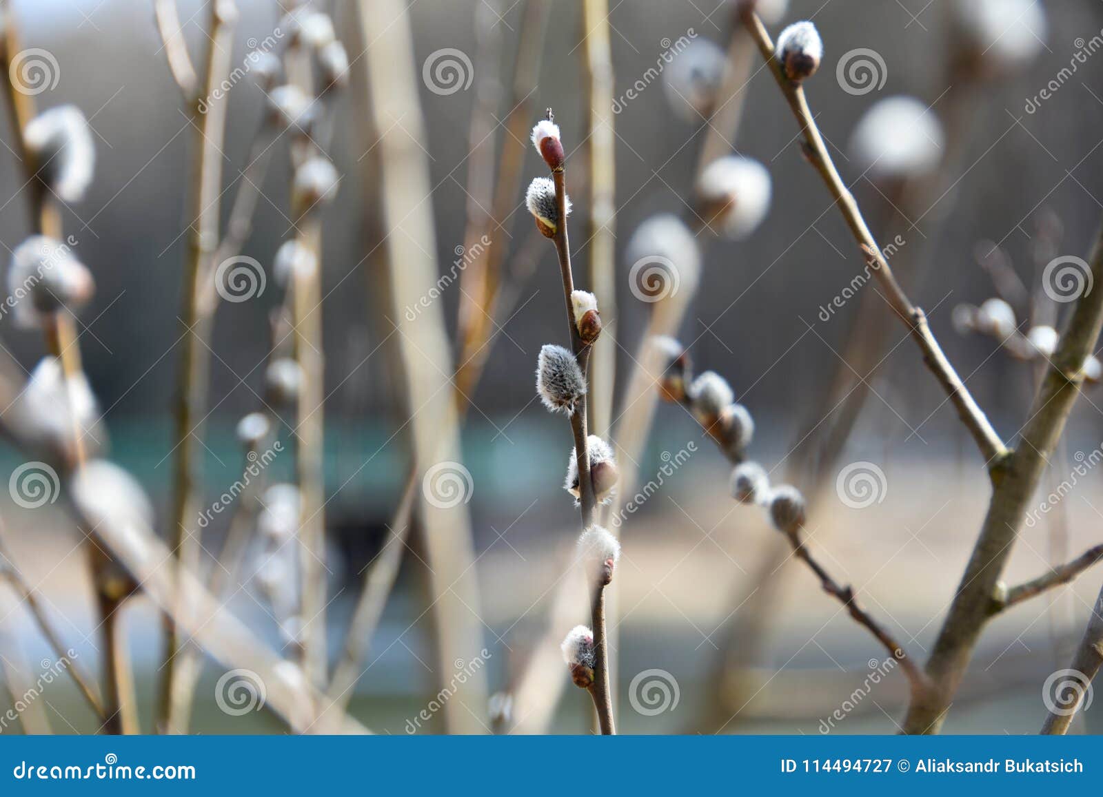 Blossoming Buds on a Branch of a Willow Tree in Spring Stock Image ...