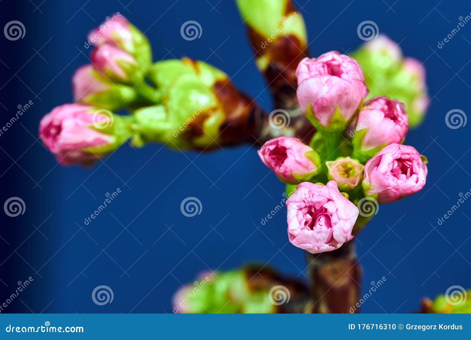 Blossoming Buds of the Japanese Cherry Tree Stock Photo - Image of ... Blossoming Buds of the Japanese Cherry Tree Stock Photo - Image of ...