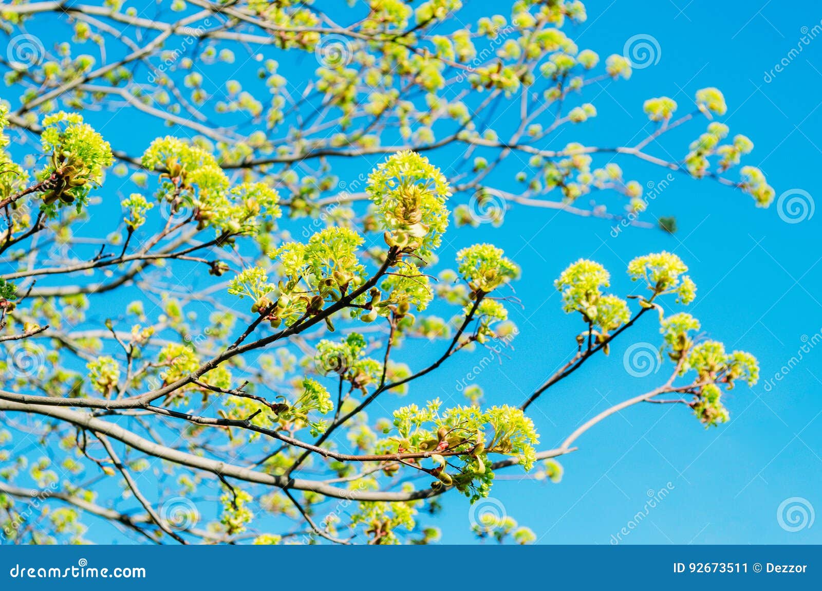 Blossoming Buds of a Tree Maple, Flowering Maple in the Spring on a ... Blossoming Buds of a Tree Maple, Flowering Maple in the Spring on a ...