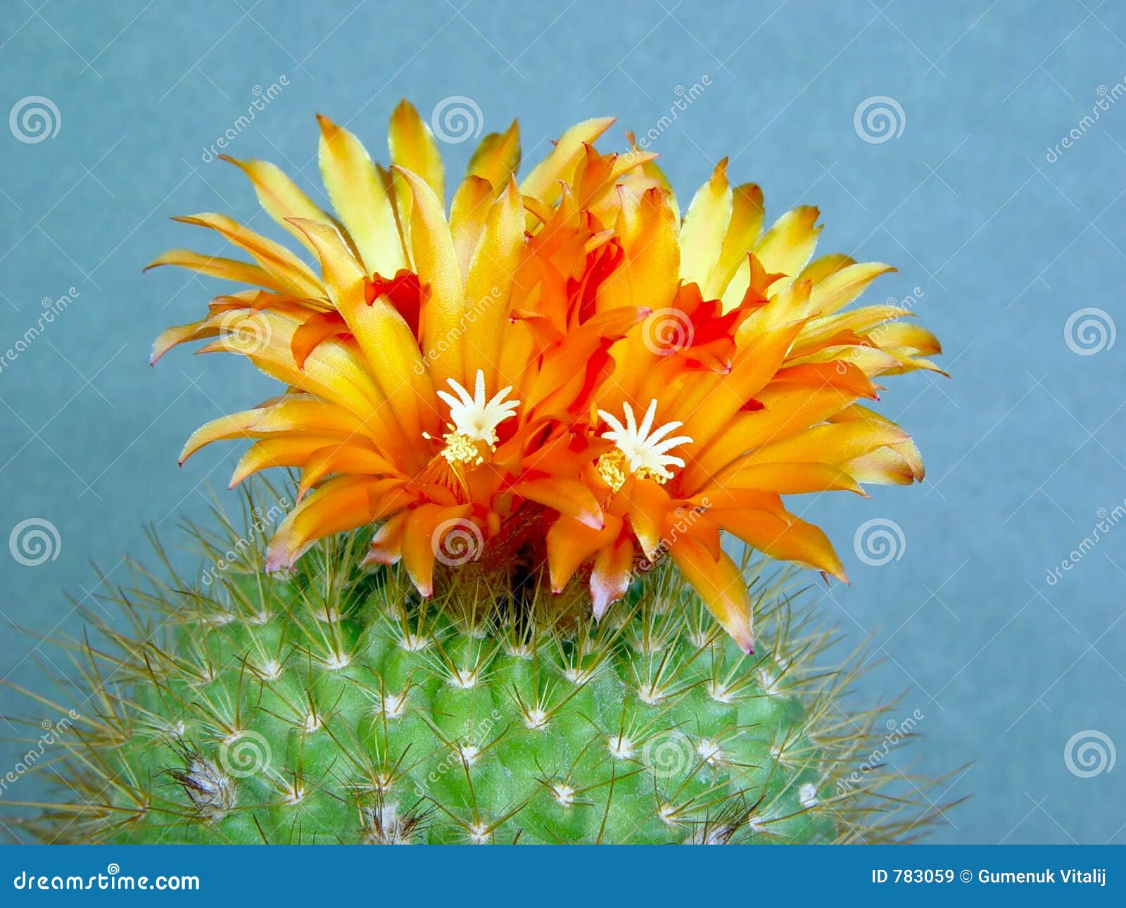 Blossoming Cactus Parodia Faustiana. Stock Image - Image of parodia ...