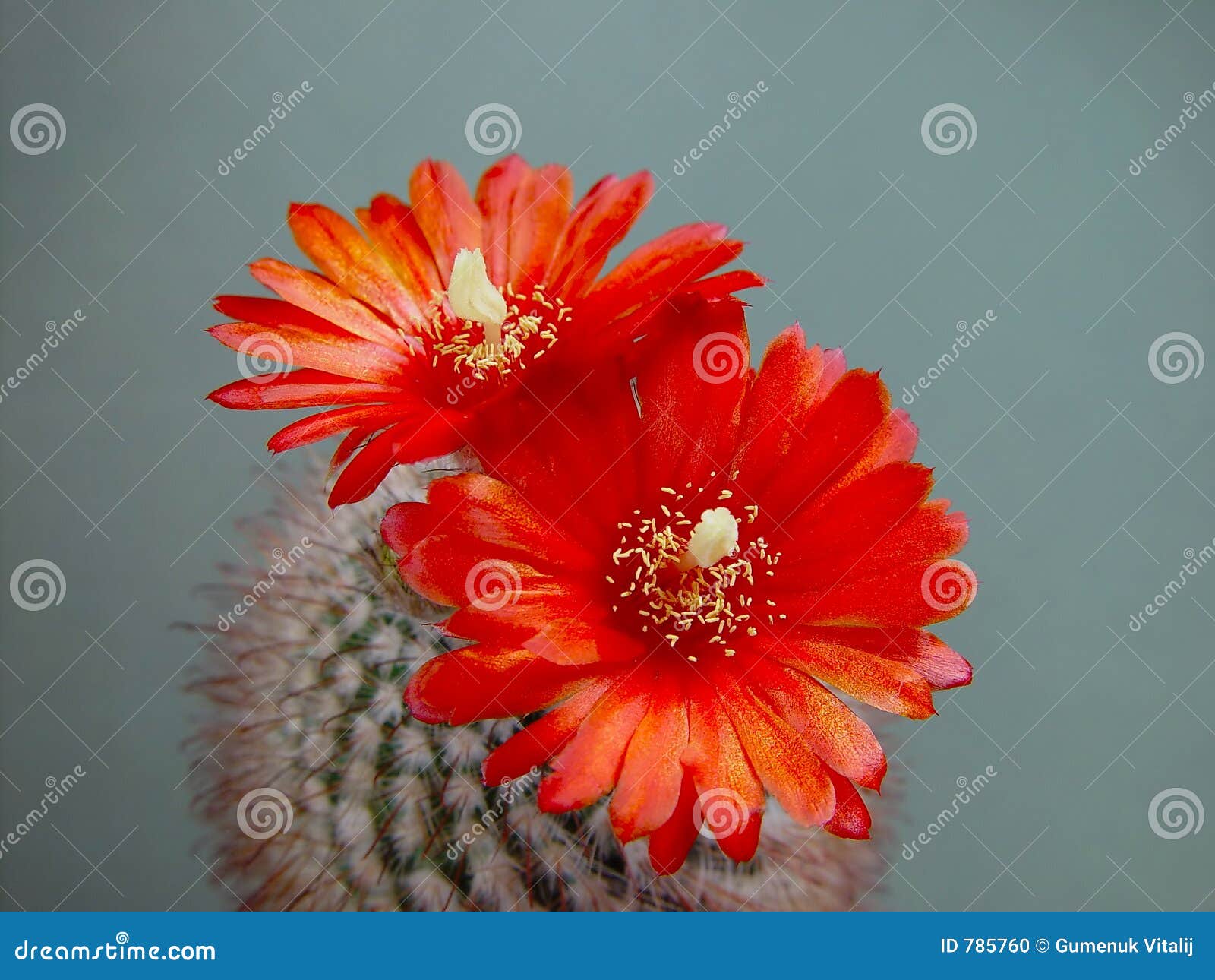 Blossoming Cactus Parodia Sanguiniflora. Stock Photo - Image of ...