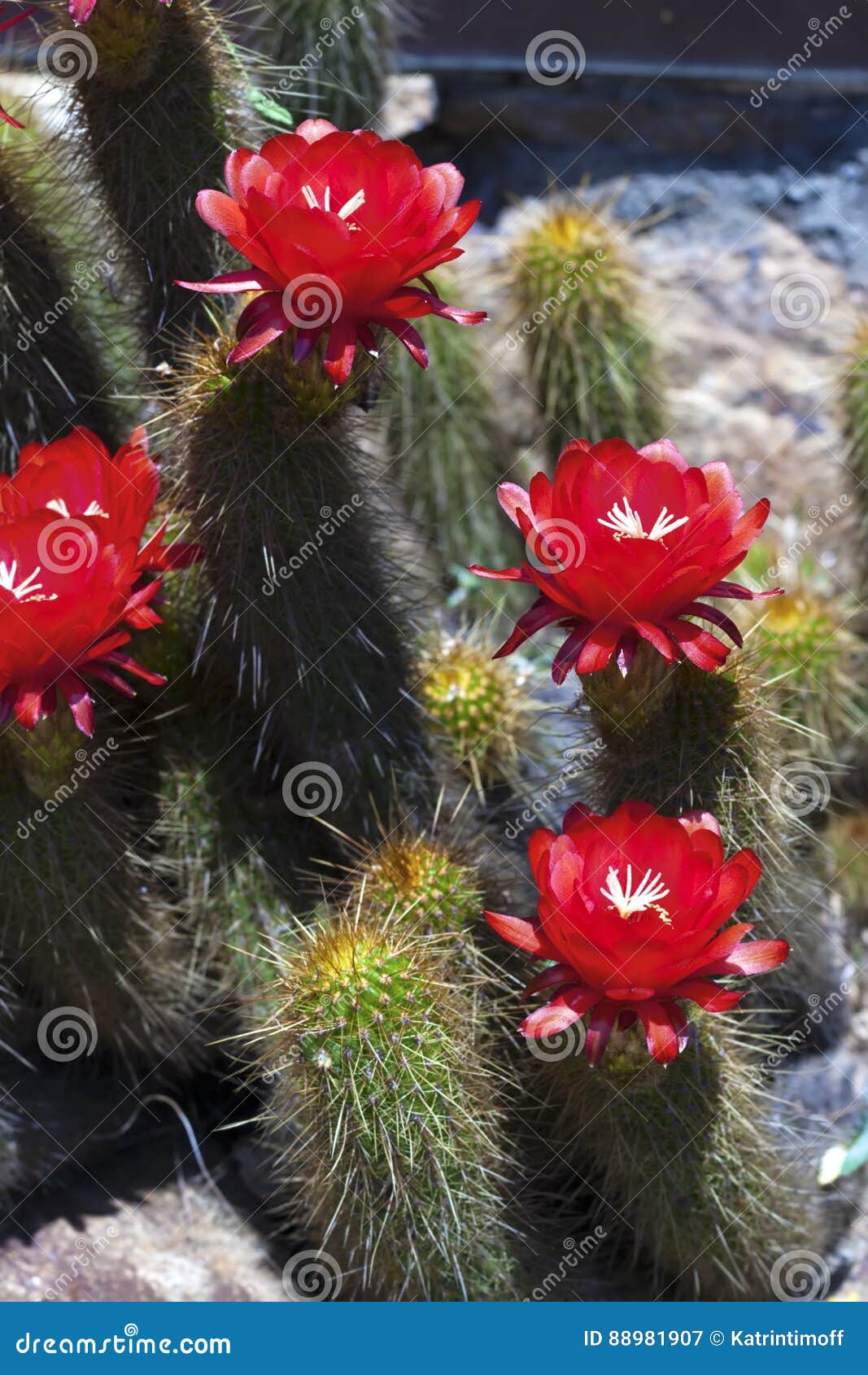 Blossoming Cactus. Red Flowers Stock Image - Image of closeup, flowers ...