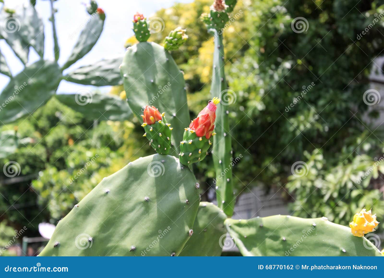 Blossoming Cactus in Summer., Cactus Flower. Stock Photo - Image of ...