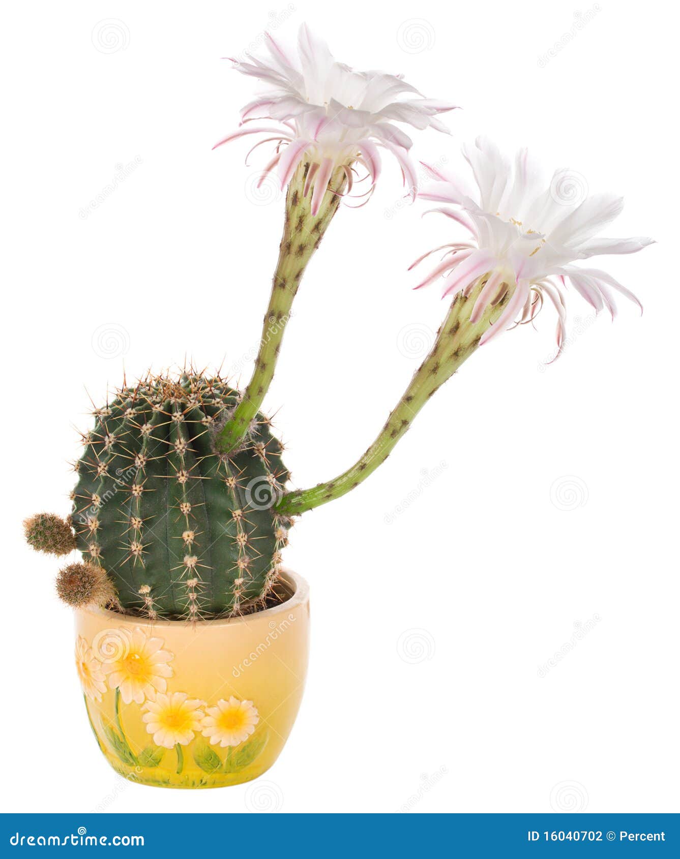 Blossoming Cactus with White Flowers Stock Photo - Image of decoration ...