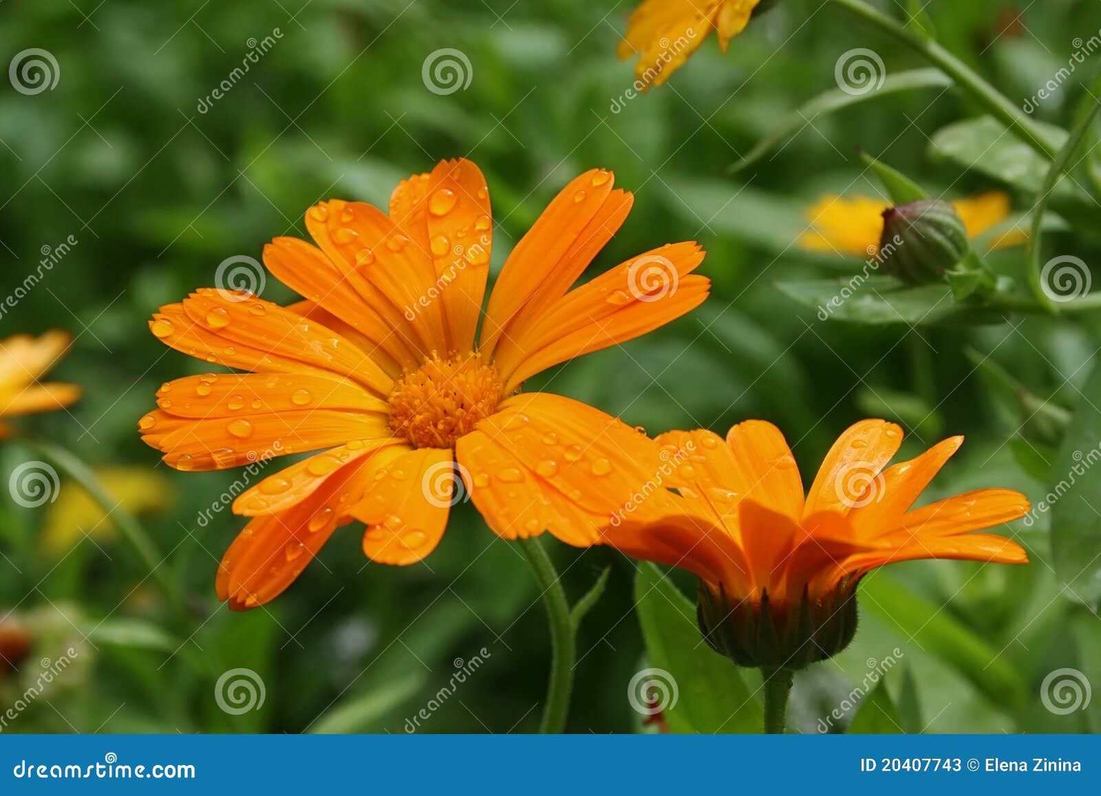 Blossoming Calendula with Water Drops Stock Image - Image of beauty ...