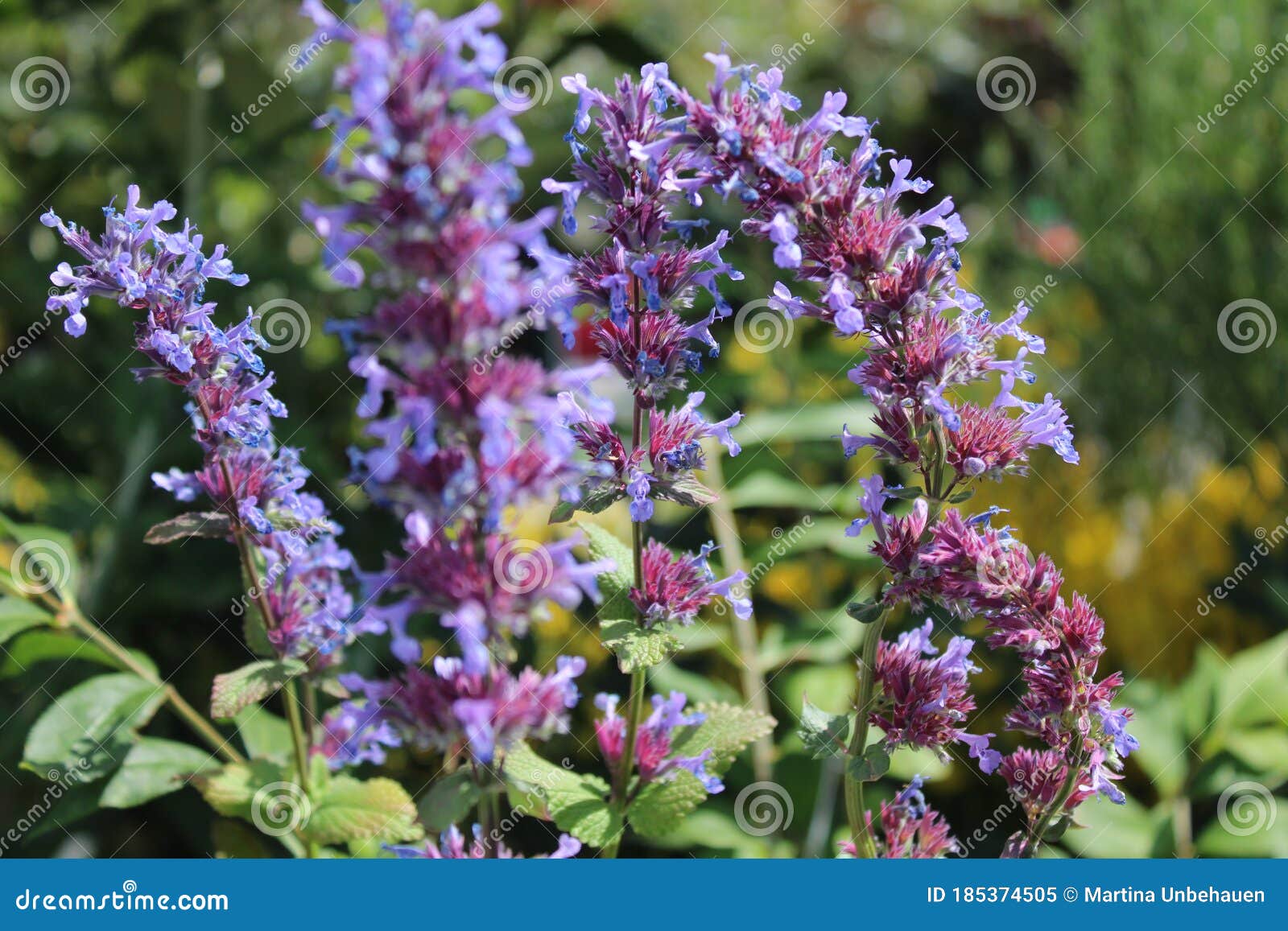 Blossoming Catmint in the Garden Stock Image - Image of nature, floral ...