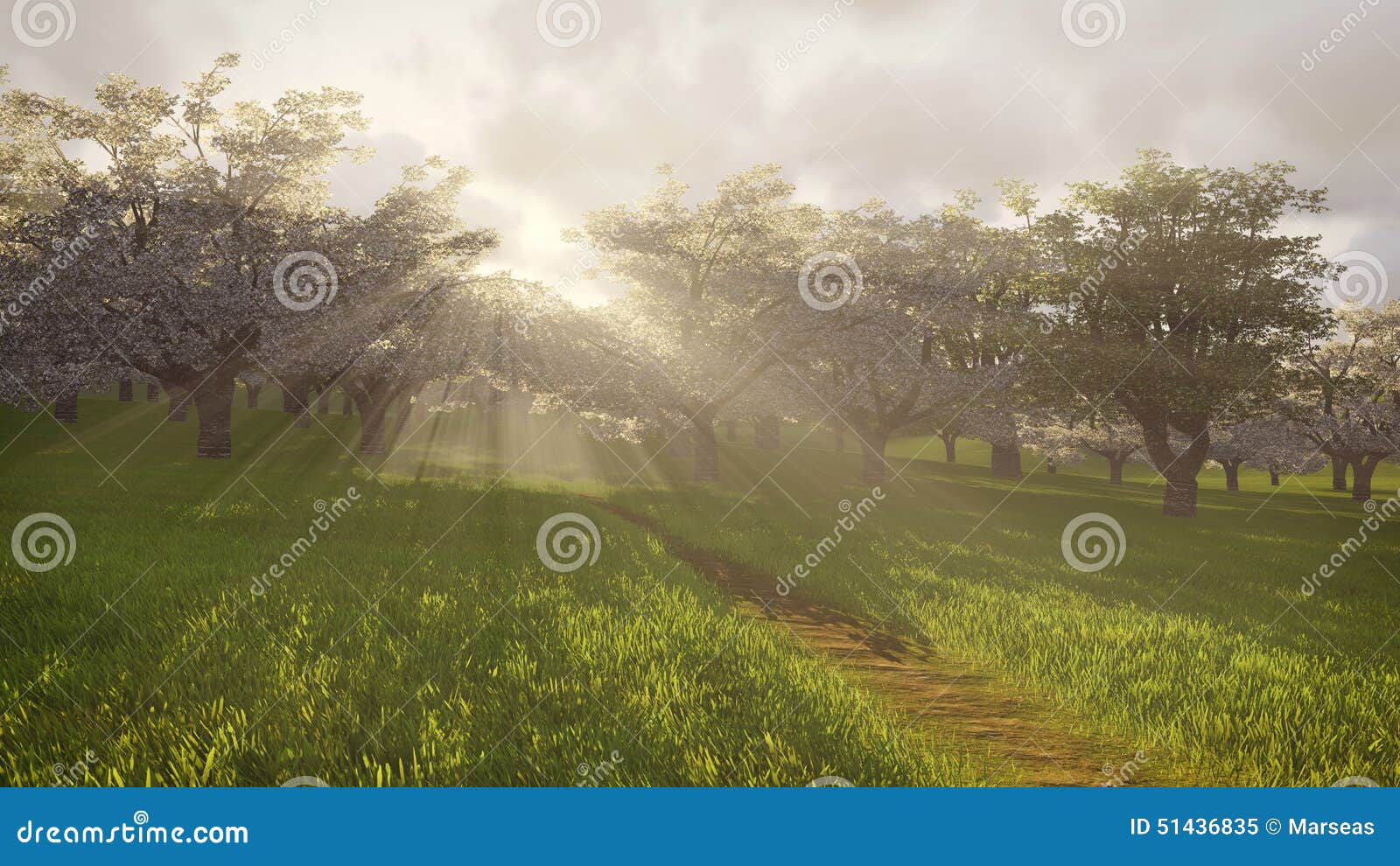 Blossoming Cherry Orchard in the Sunlight Stock Image - Image of beauty ...
