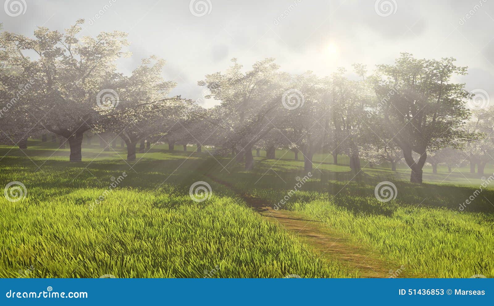 Blossoming Cherry Orchard in the Sunlight Stock Image - Image of cherry ...