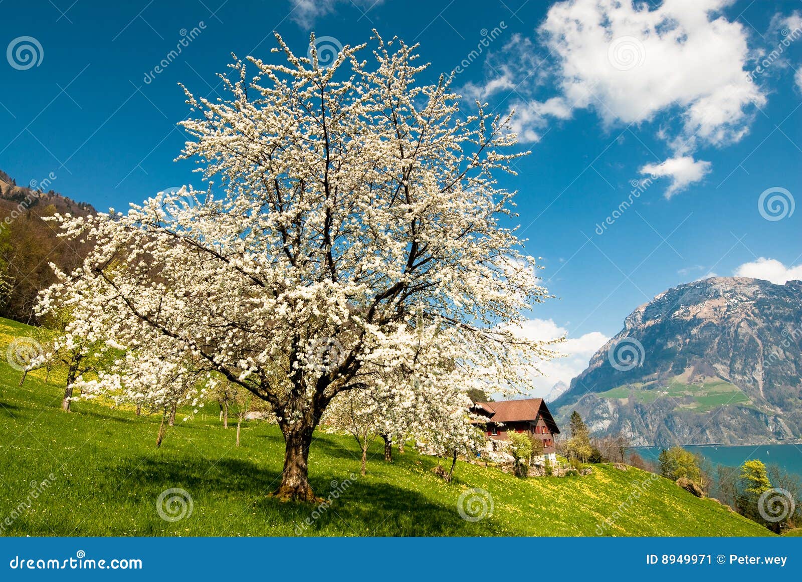 Blossoming cherry tree stock image. Image of scenic, nature - 8949971
