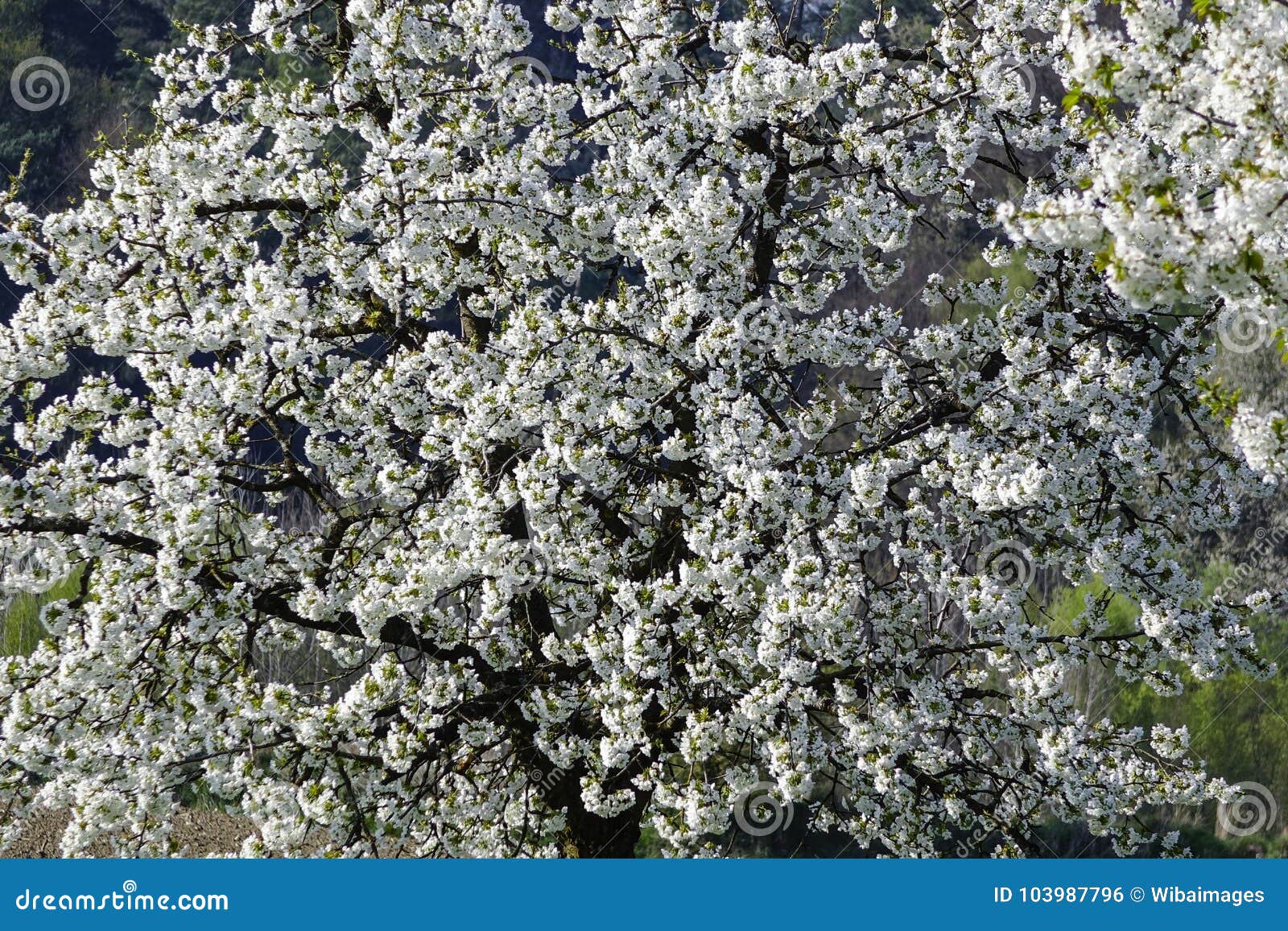 Flowering Cherry Tree stock photo. Image of bloom, stamen - 103987796