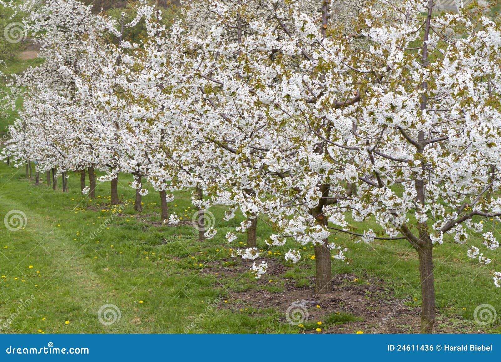 Blossoming Cherry Trees in Spring Stock Photo - Image of blossoming ...