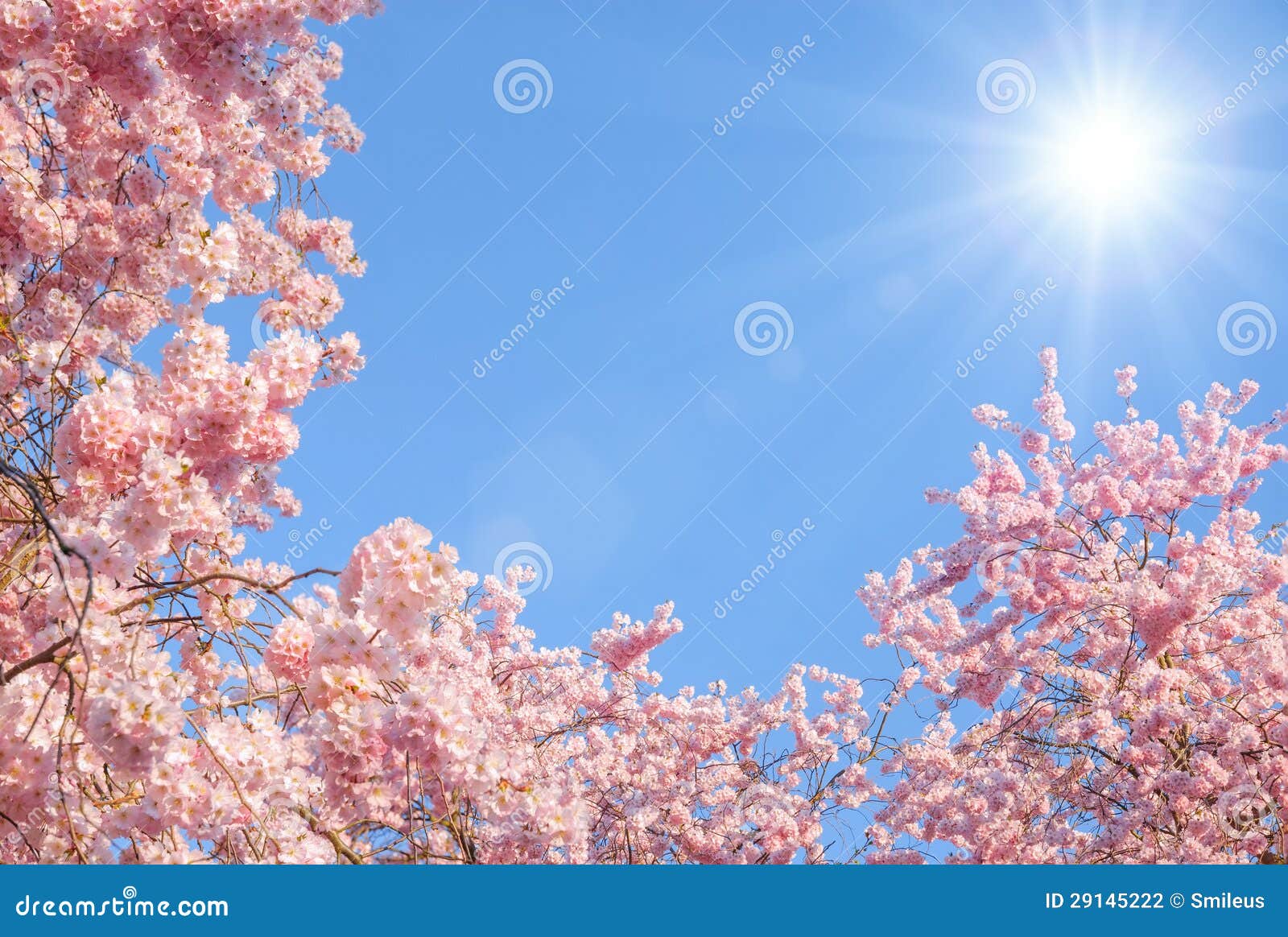Blossoming Cherry Trees and the Sun Stock Photo - Image of frame, clear ...