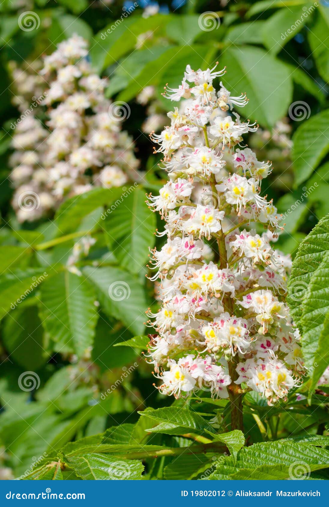 Blossoming Chestnut Flowers Stock Photo - Image of growth, season: 19802012