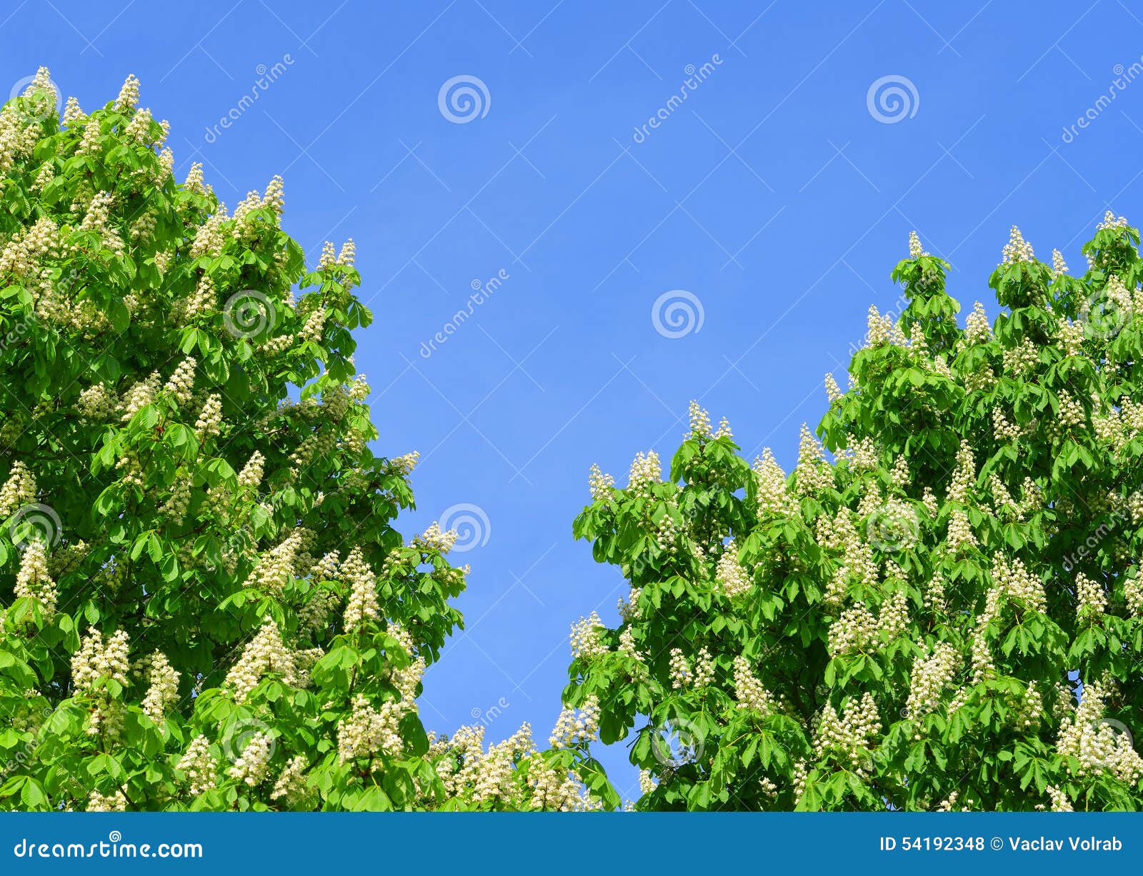 Blossoming chestnut tree stock photo. Image of lush, petal - 54192348