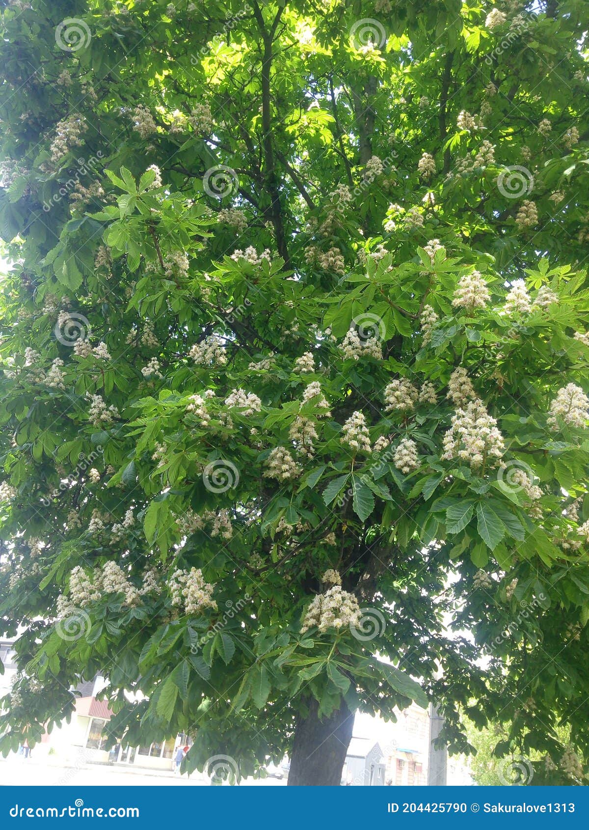 Blossoming Chestnut Tree in Spring Closeup Stock Photo - Image of ...