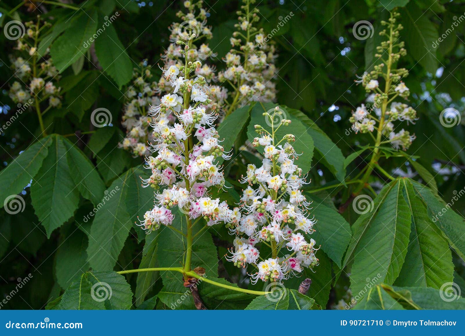 Blossoming Chestnut Tree in Spring Closeup Stock Photo - Image of brush ...