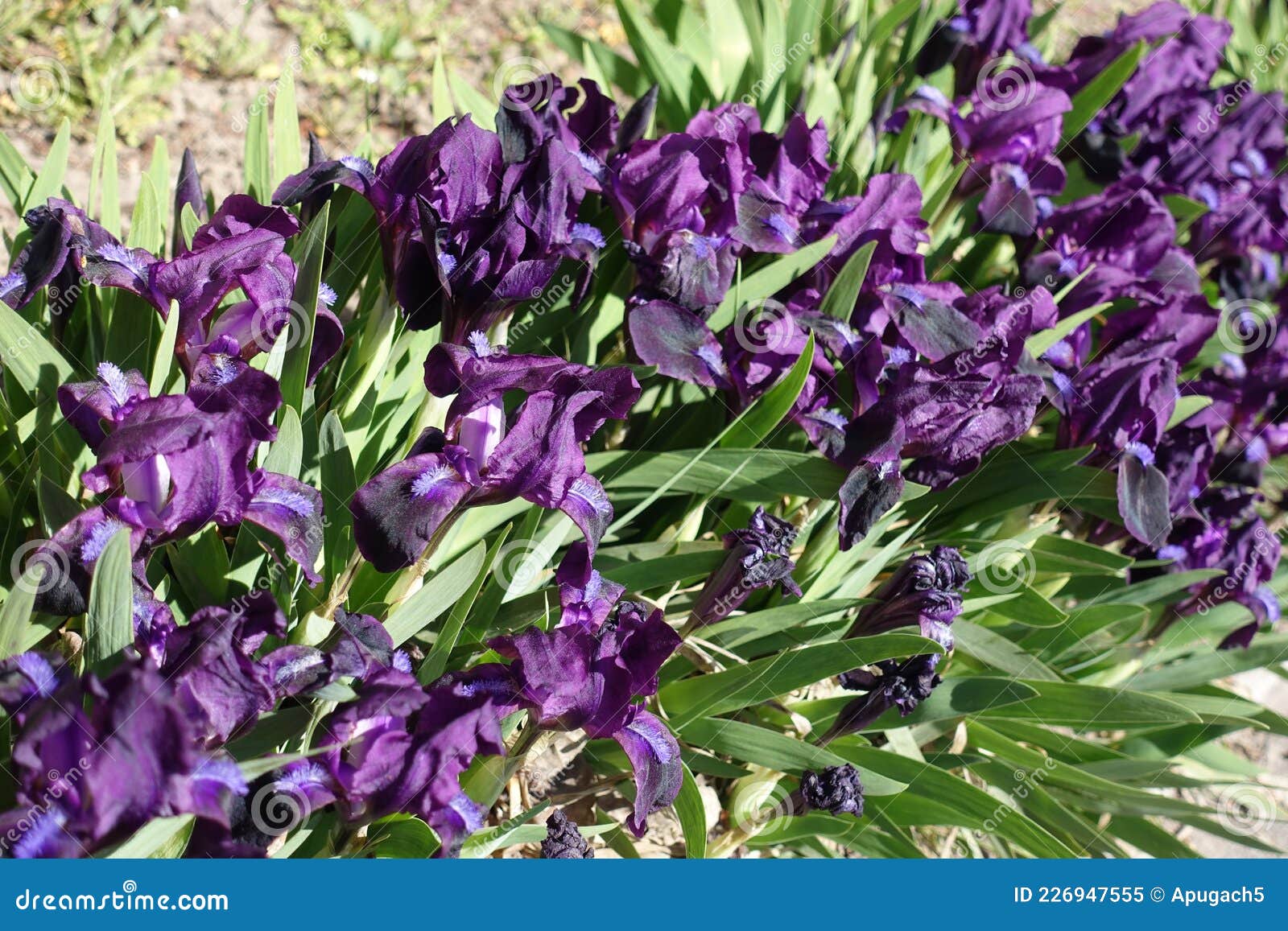 Blossoming Dark Purple Dwarf Irises Stock Image - Image of natural ...