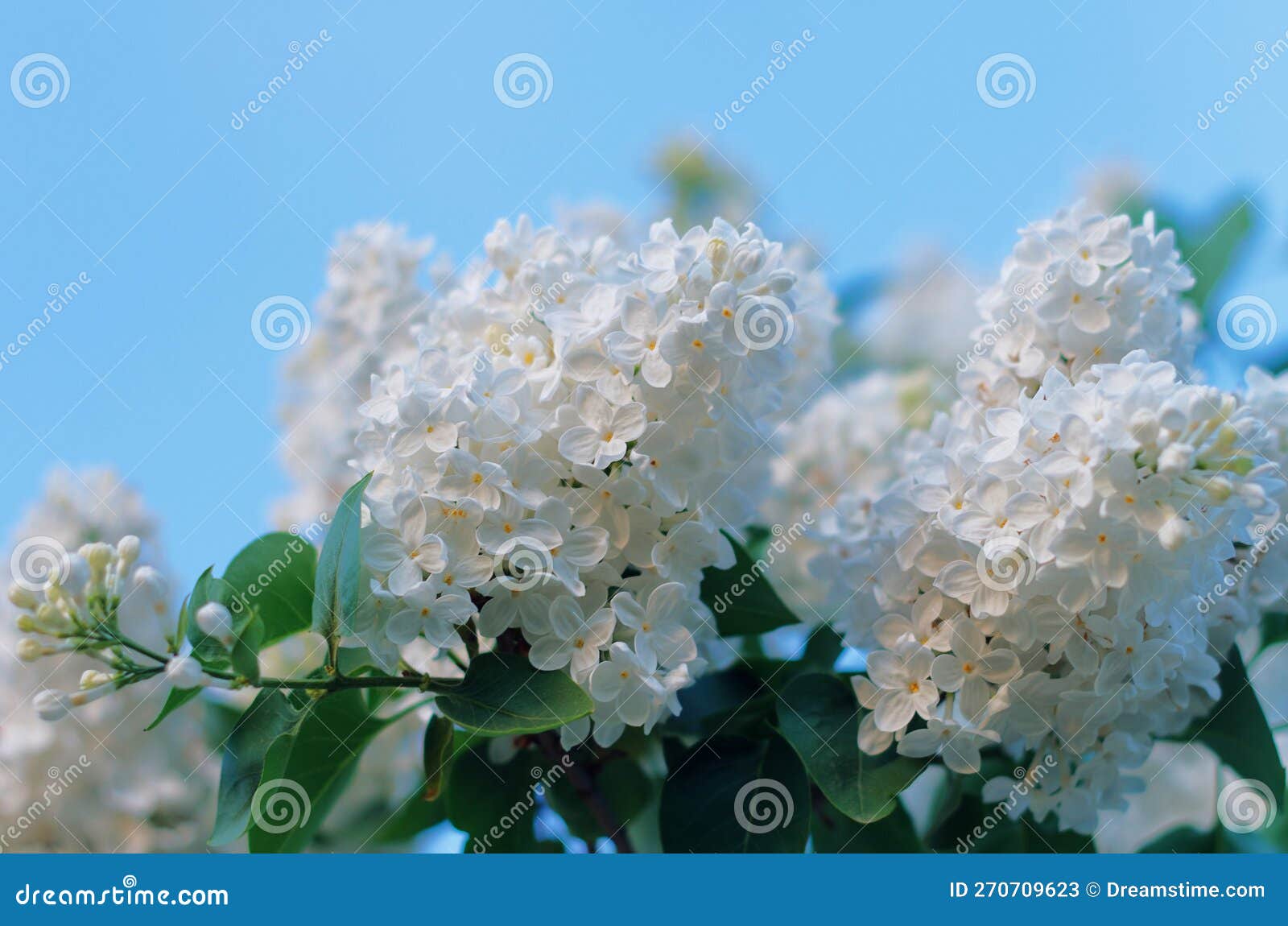 Blossoming Decorative White Syringa Tree on Spring Stock Image - Image ...