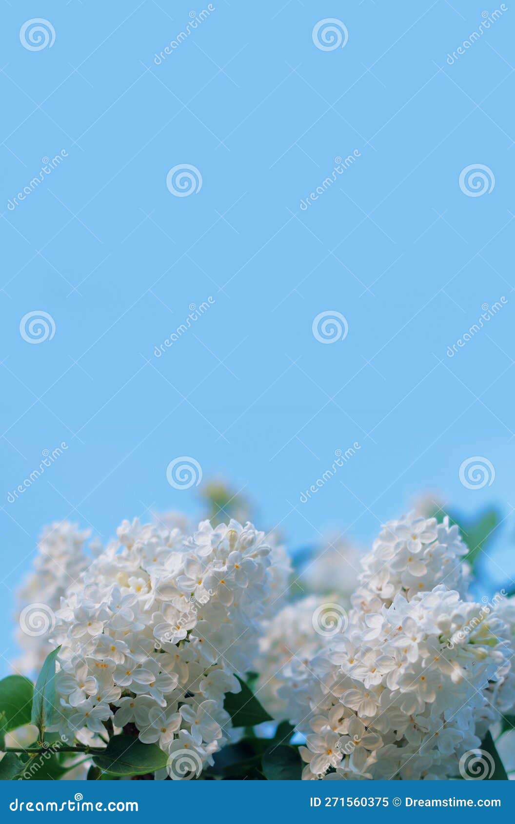 Blossoming Decorative White Syringa Tree on Spring Stock Image - Image ...