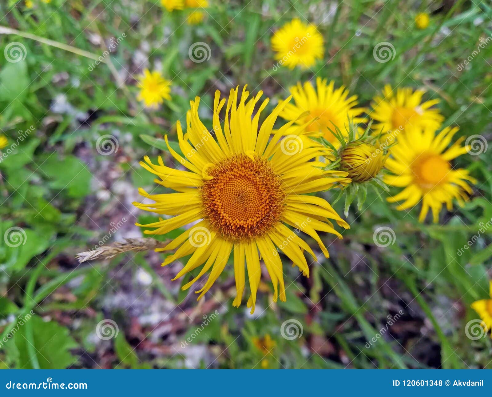 Inula helenium stock photo. Image of high, family, long - 120601348