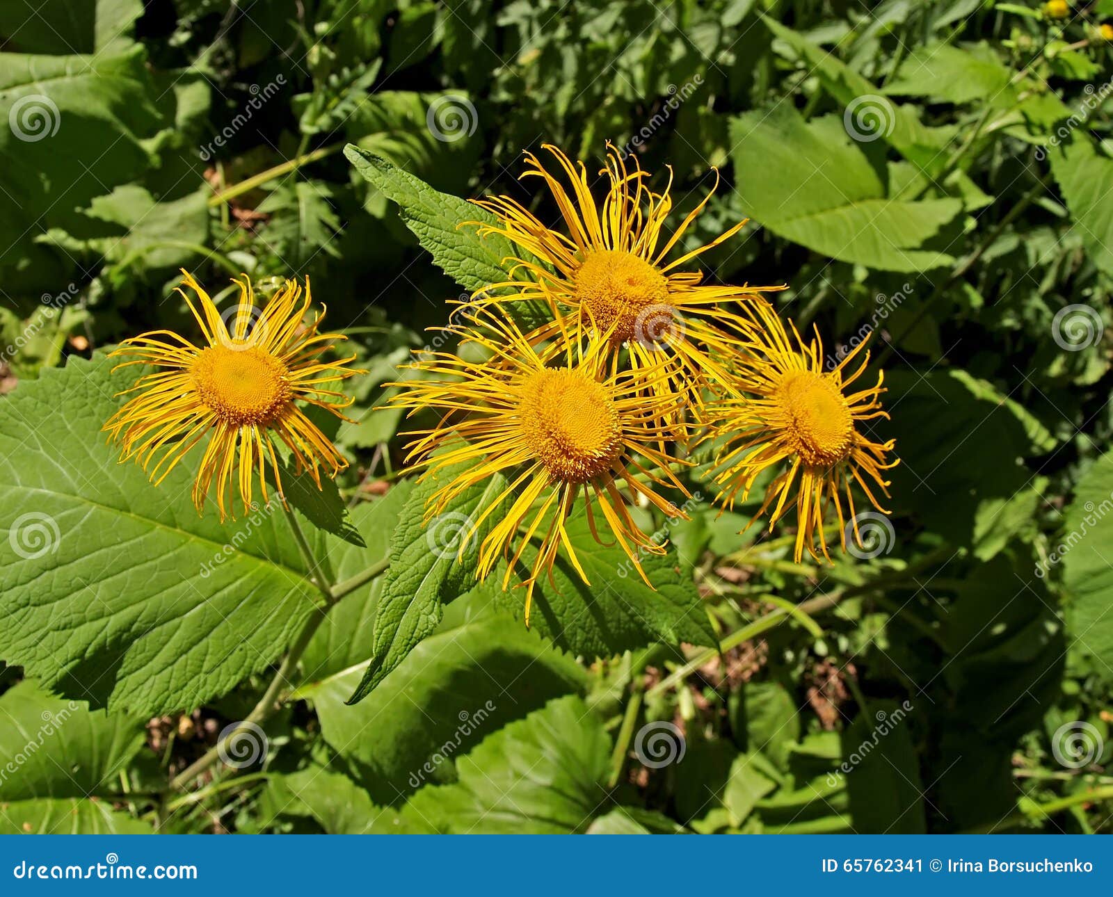 The Blossoming Devyasil High (Inula Helenium L.) Stock Image - Image of ...