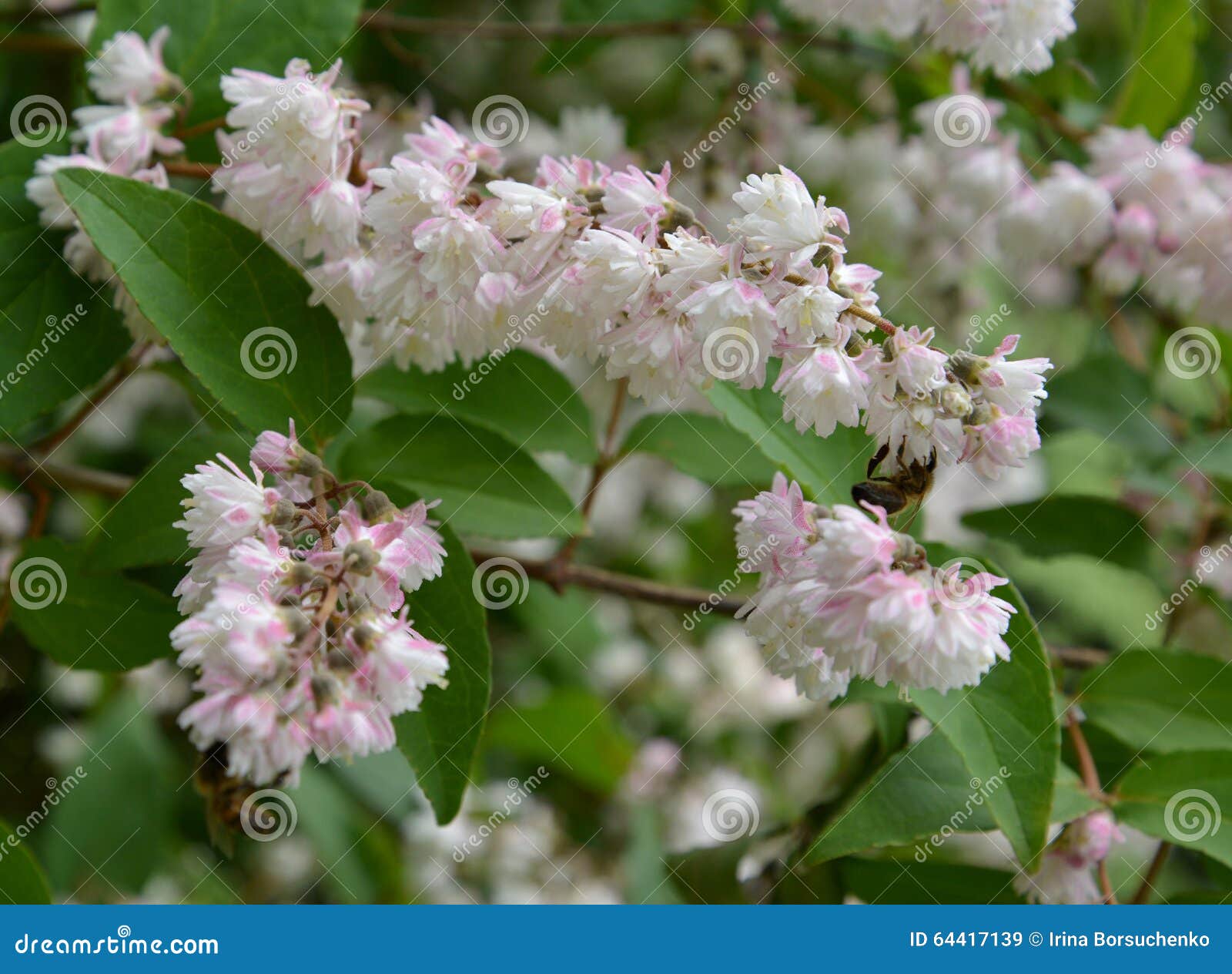 Blossoming Deytion Rough, or Star-shaped (Deutzia Scabra Thunb. Stock ...