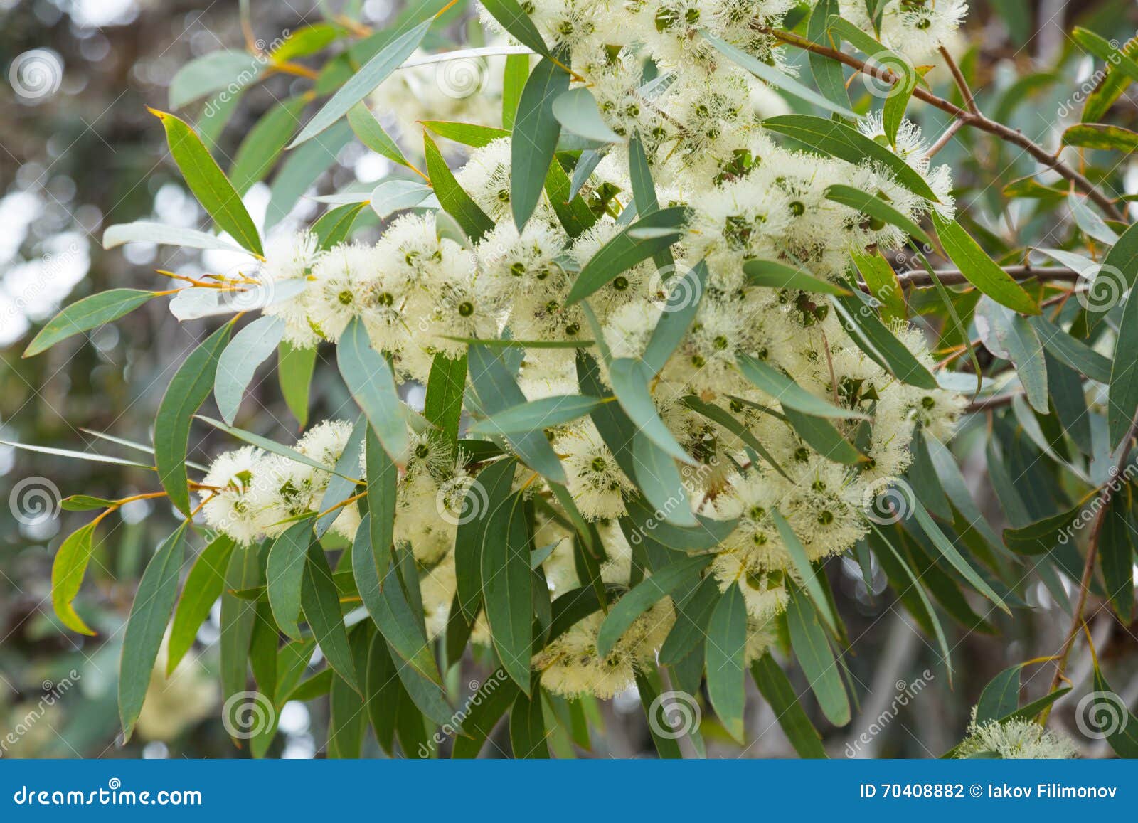 Blossoming Eucalyprus Microcarpa Stock Photo - Image of blossoming ...